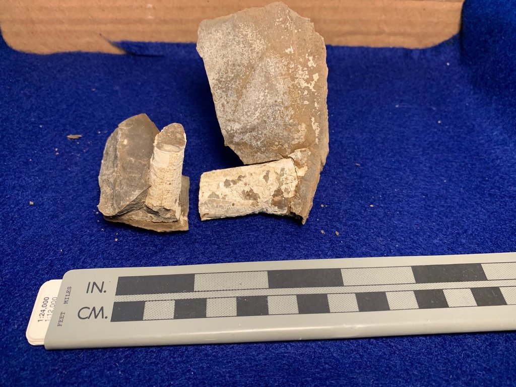 Wyoming Baculite Identification Help - Fossil ID - The Fossil Forum
