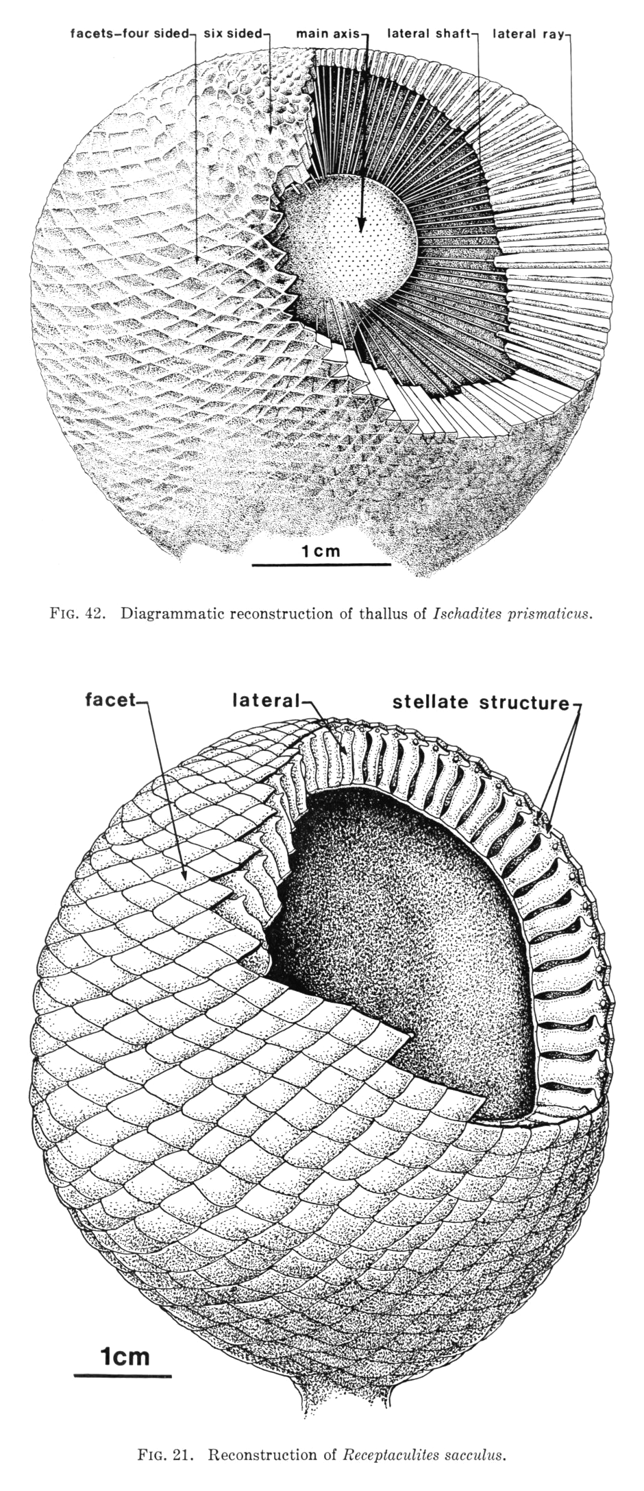 The Blob- a mystery critter - Fossil ID - The Fossil Forum