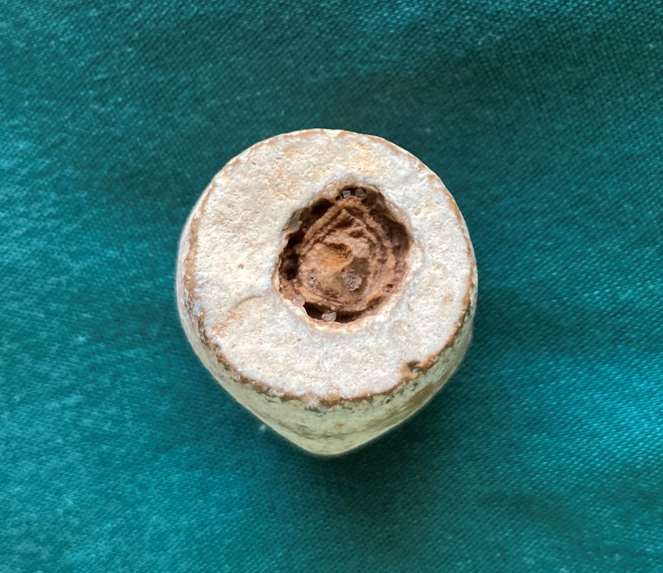 Tube-shaped marine fossil/junk/artifact from Brazos feeder - Fossil ID ...