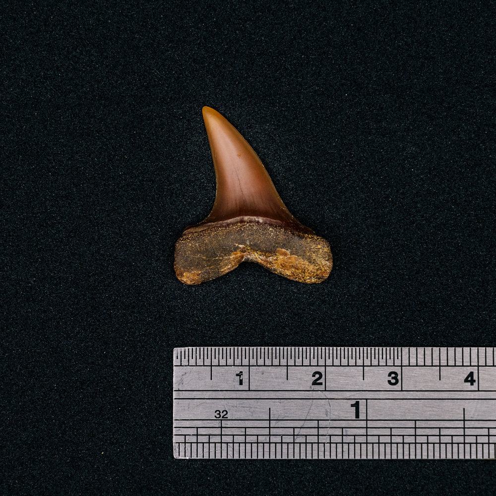 Mako teeth - Member Collections - The Fossil Forum