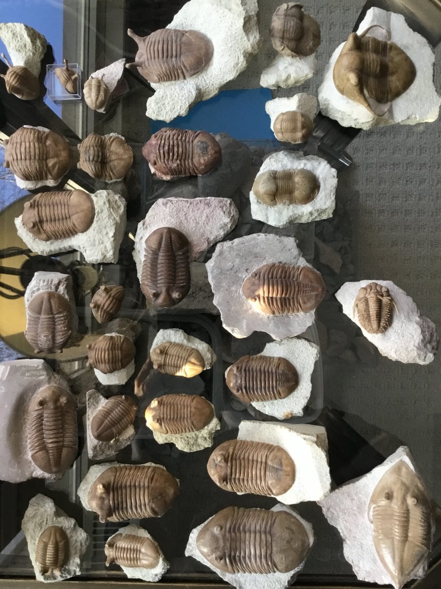 All the Russian trilobites - Trilobites - The Fossil Forum