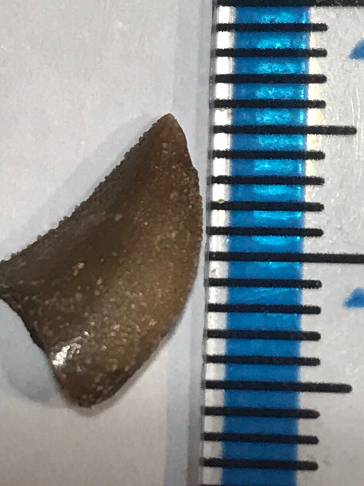 A few theropod teeth - Fossil ID - The Fossil Forum