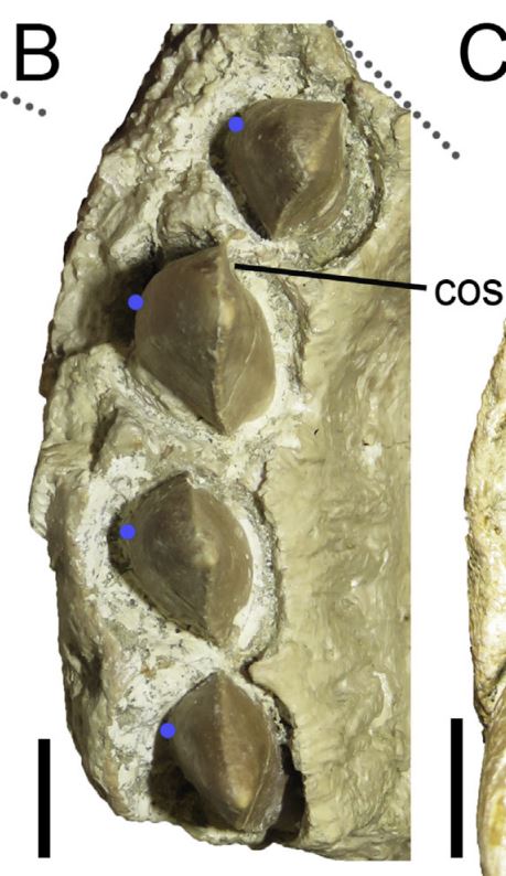 Identification of Some Rarer Theropod Teeth - Fossil ID - The Fossil Forum