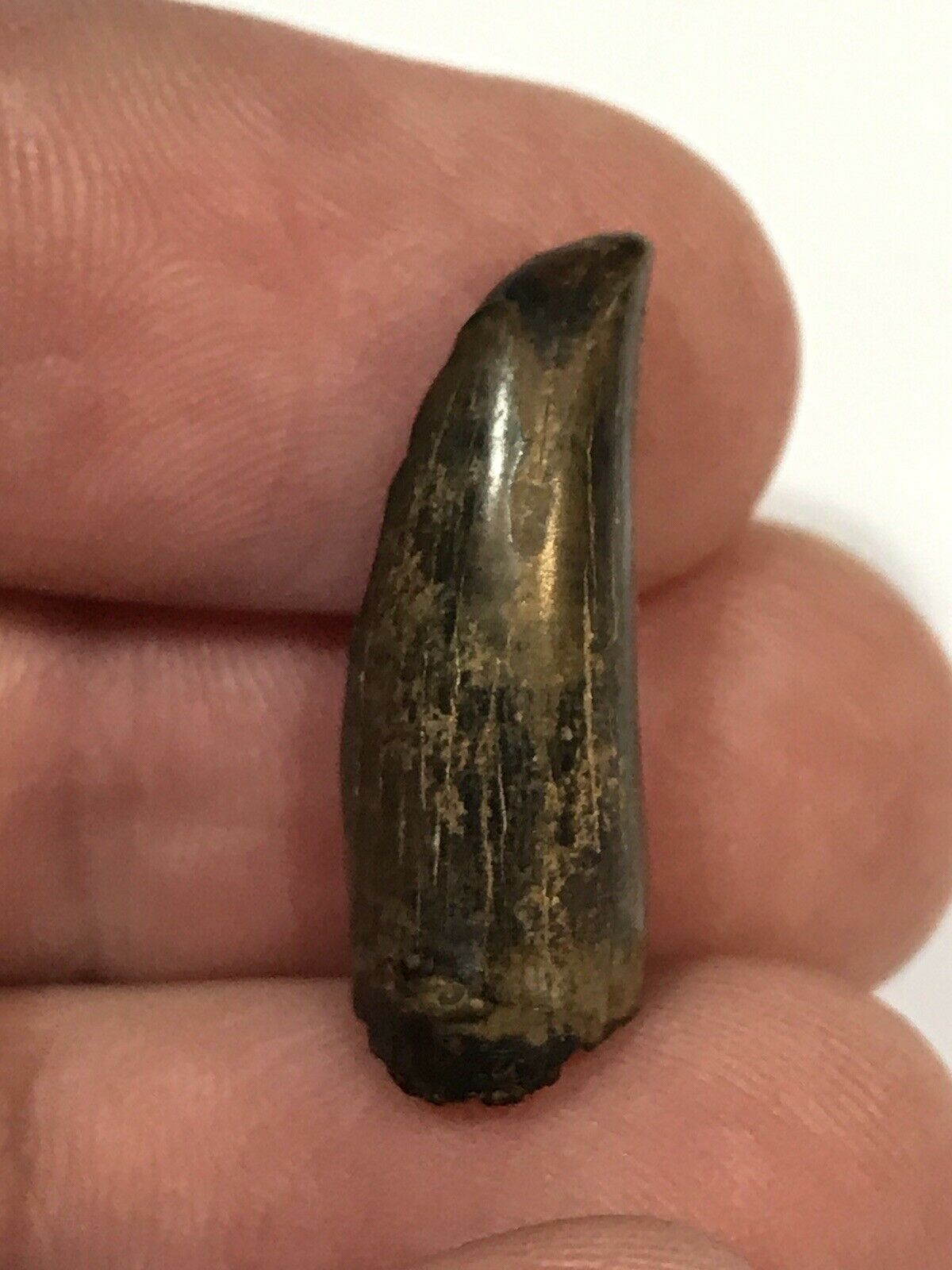 A few theropod teeth - Fossil ID - The Fossil Forum