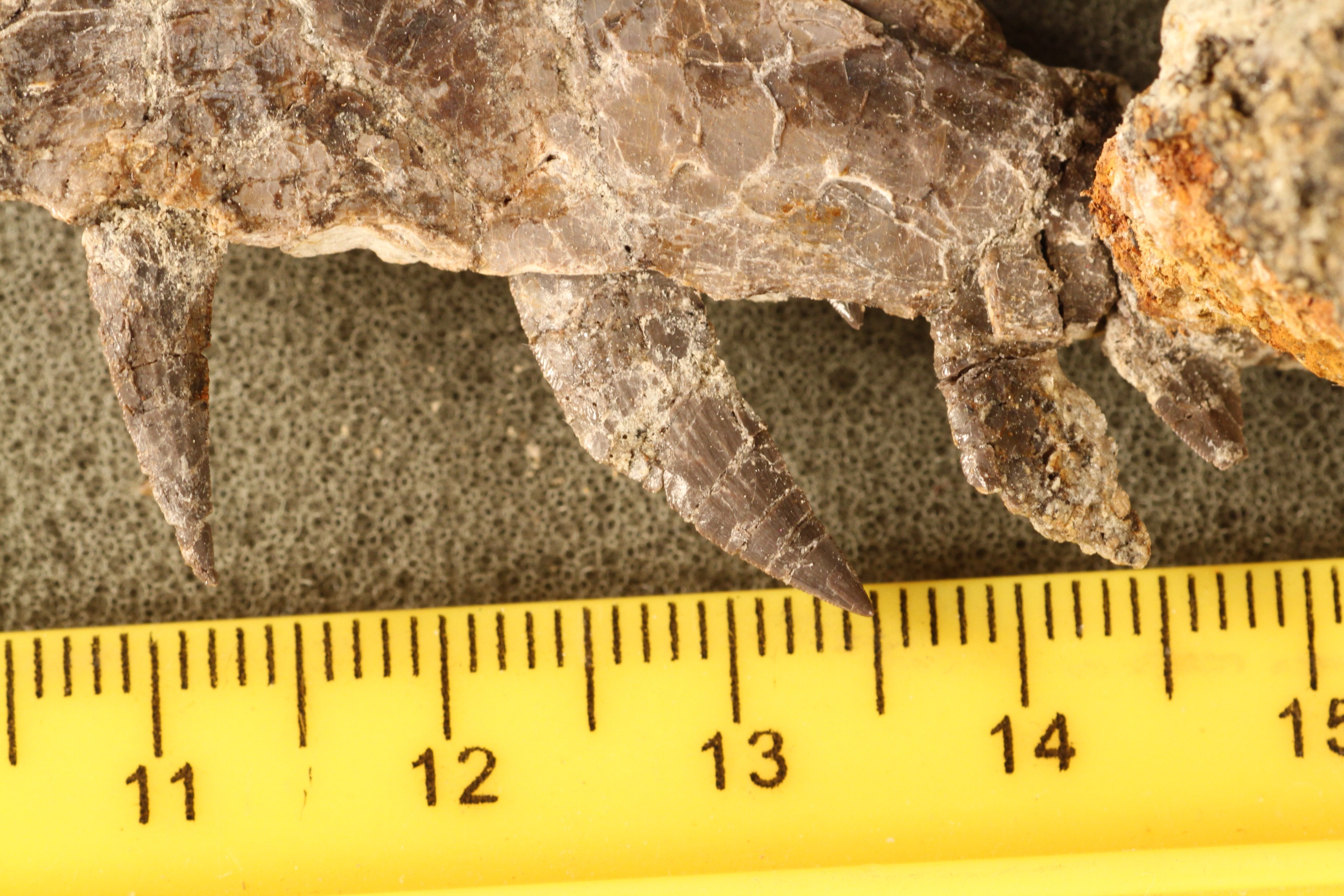 Identification of Teeth from Triassic Dinosaurs of New Mexico - General ...