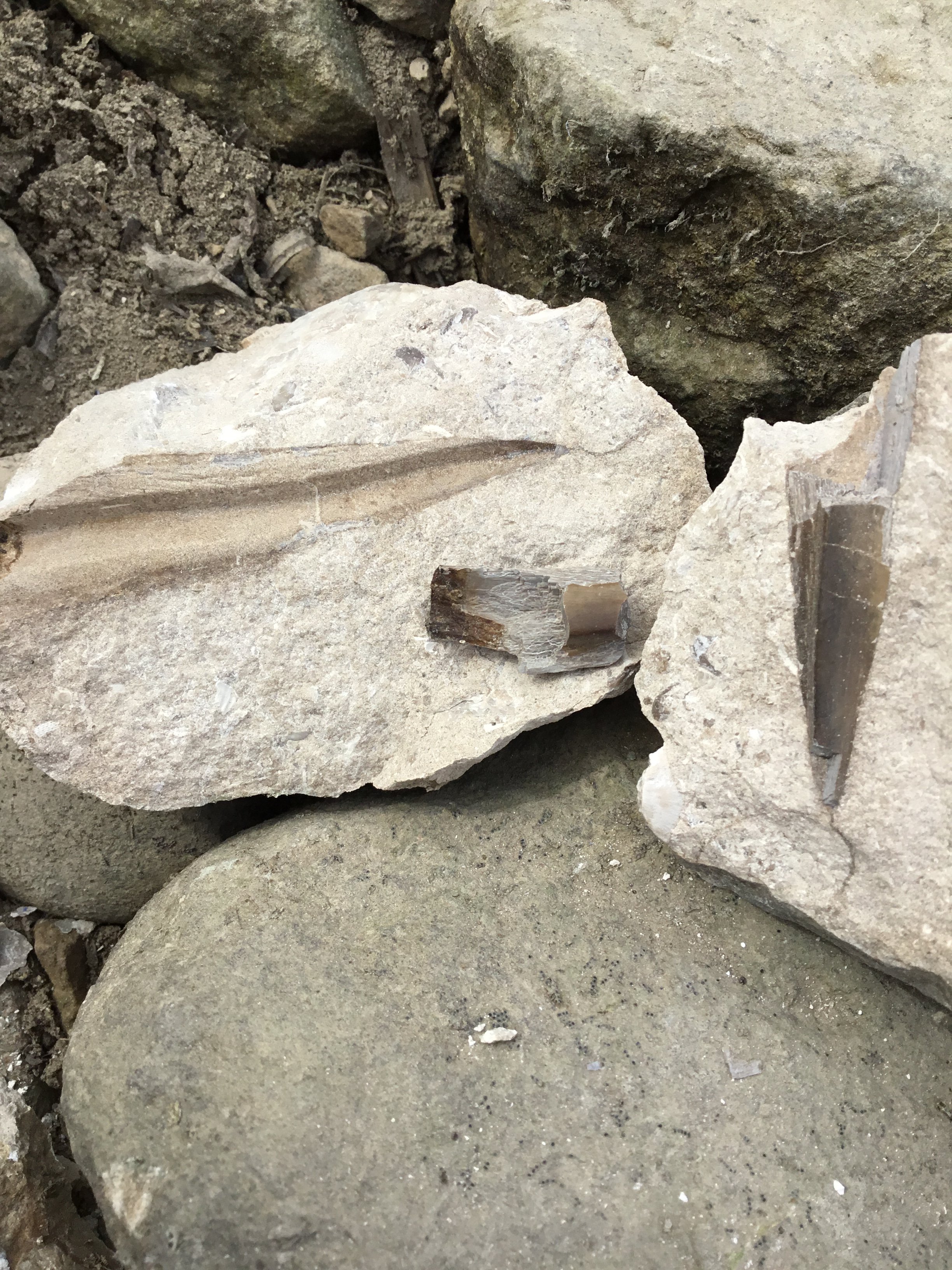 Ichnofossil or Plant Material? - Fossil ID - The Fossil Forum