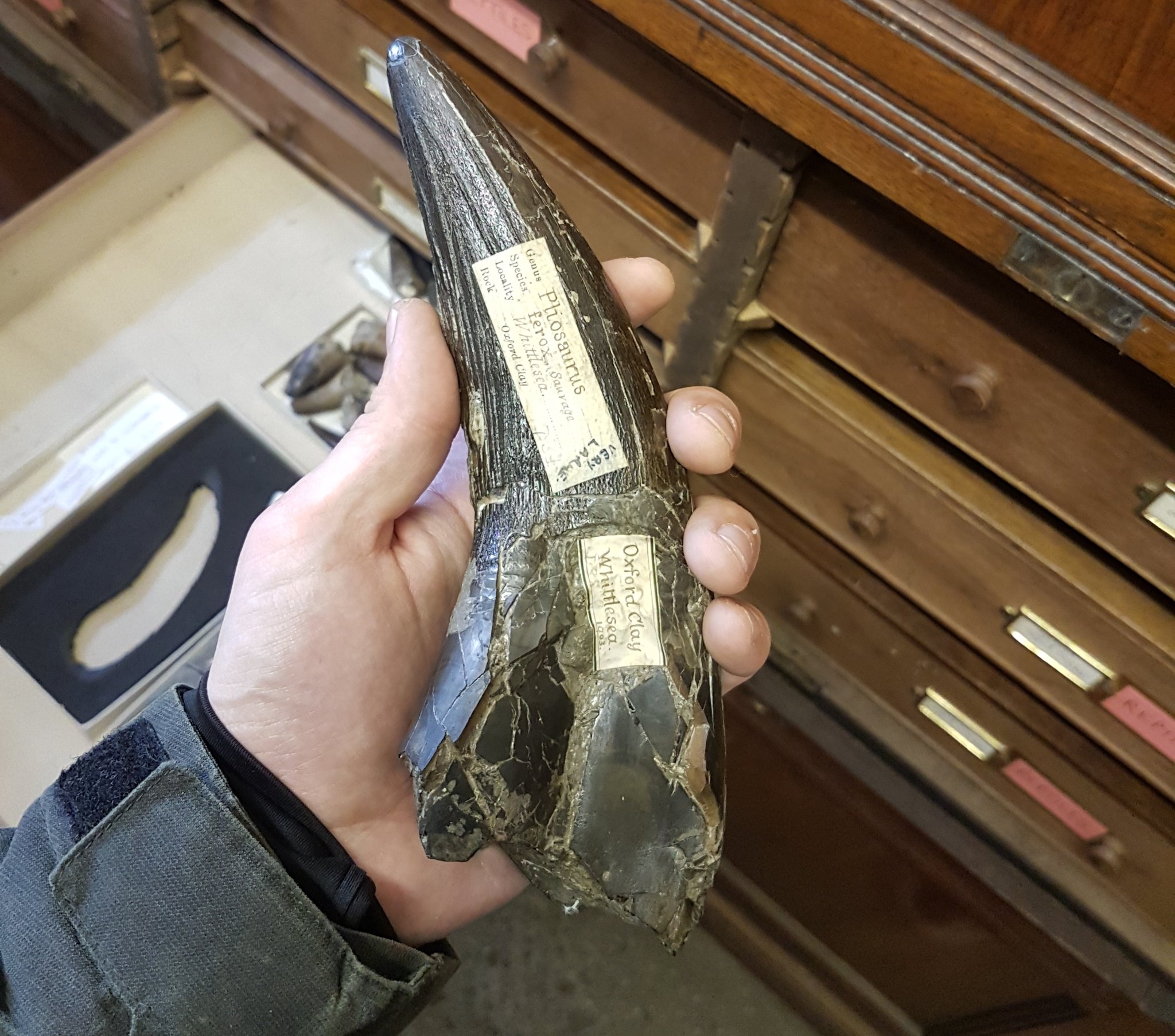 Liopleurodon/pliosaur Tooth? - Page 2 - Fossil ID - The Fossil Forum