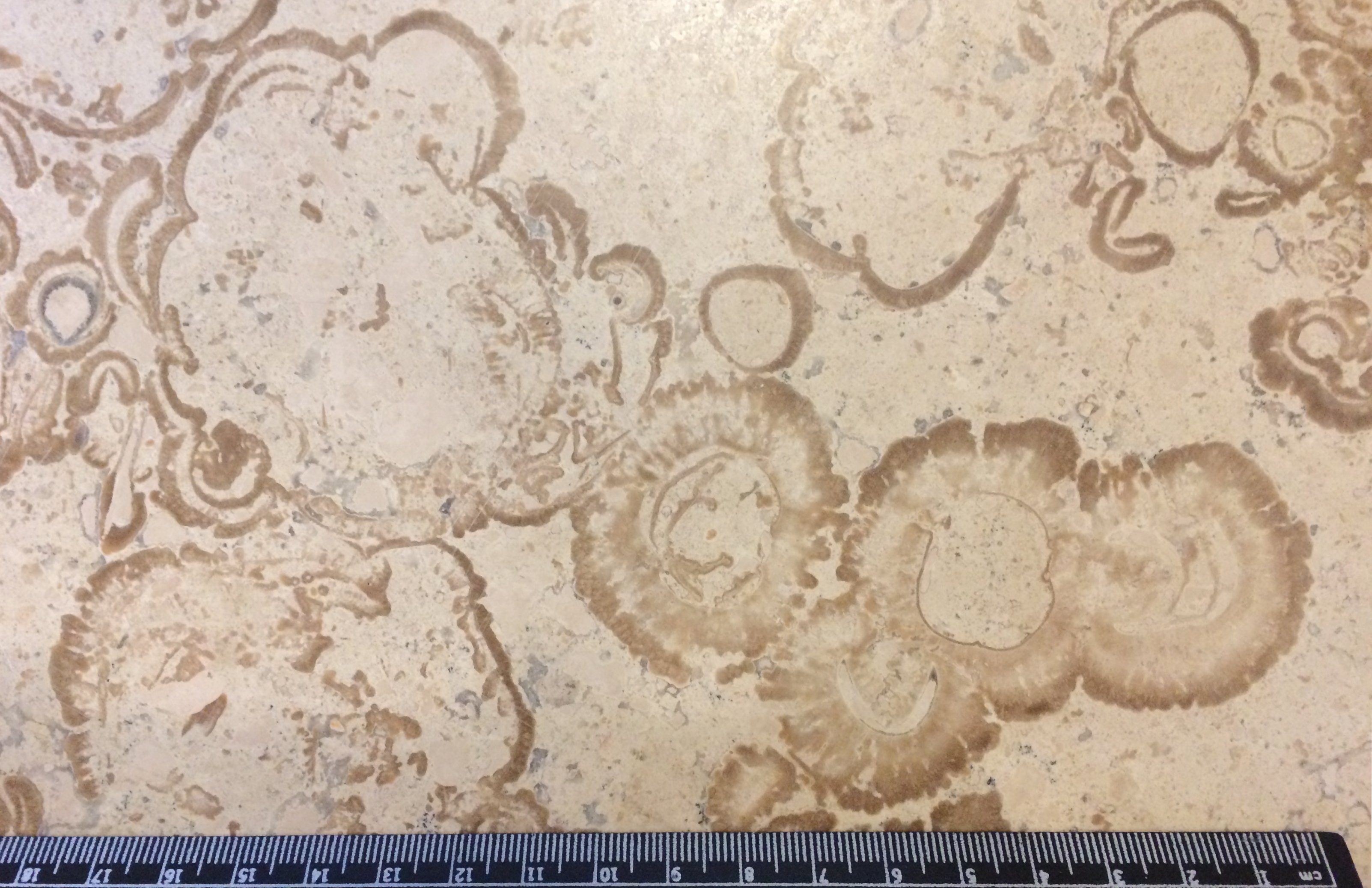 Background on Fossil Tile from Turkey Wanted - Fossil ID - The Fossil Forum