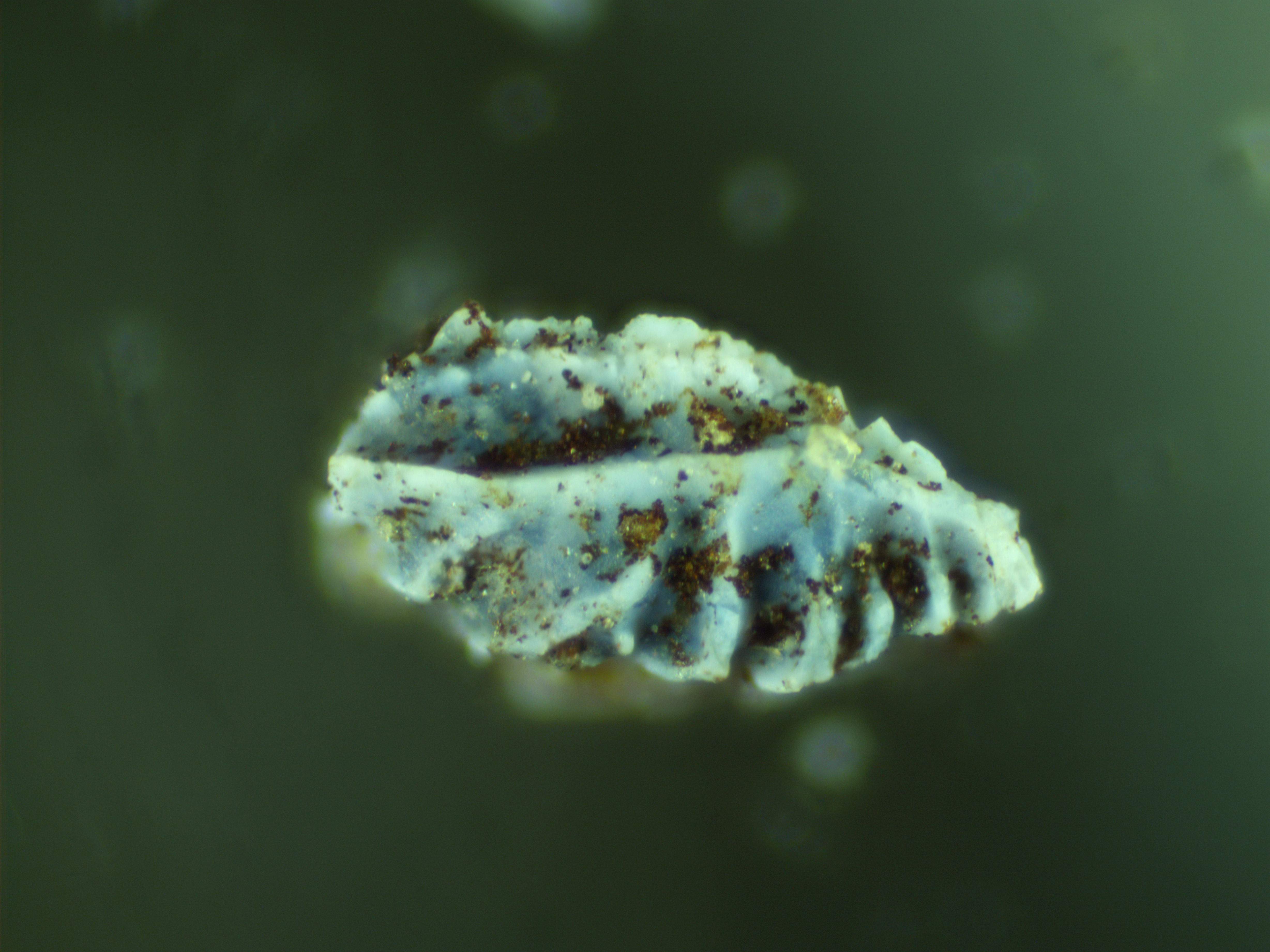 Fish microfossil - Fossil ID - The Fossil Forum