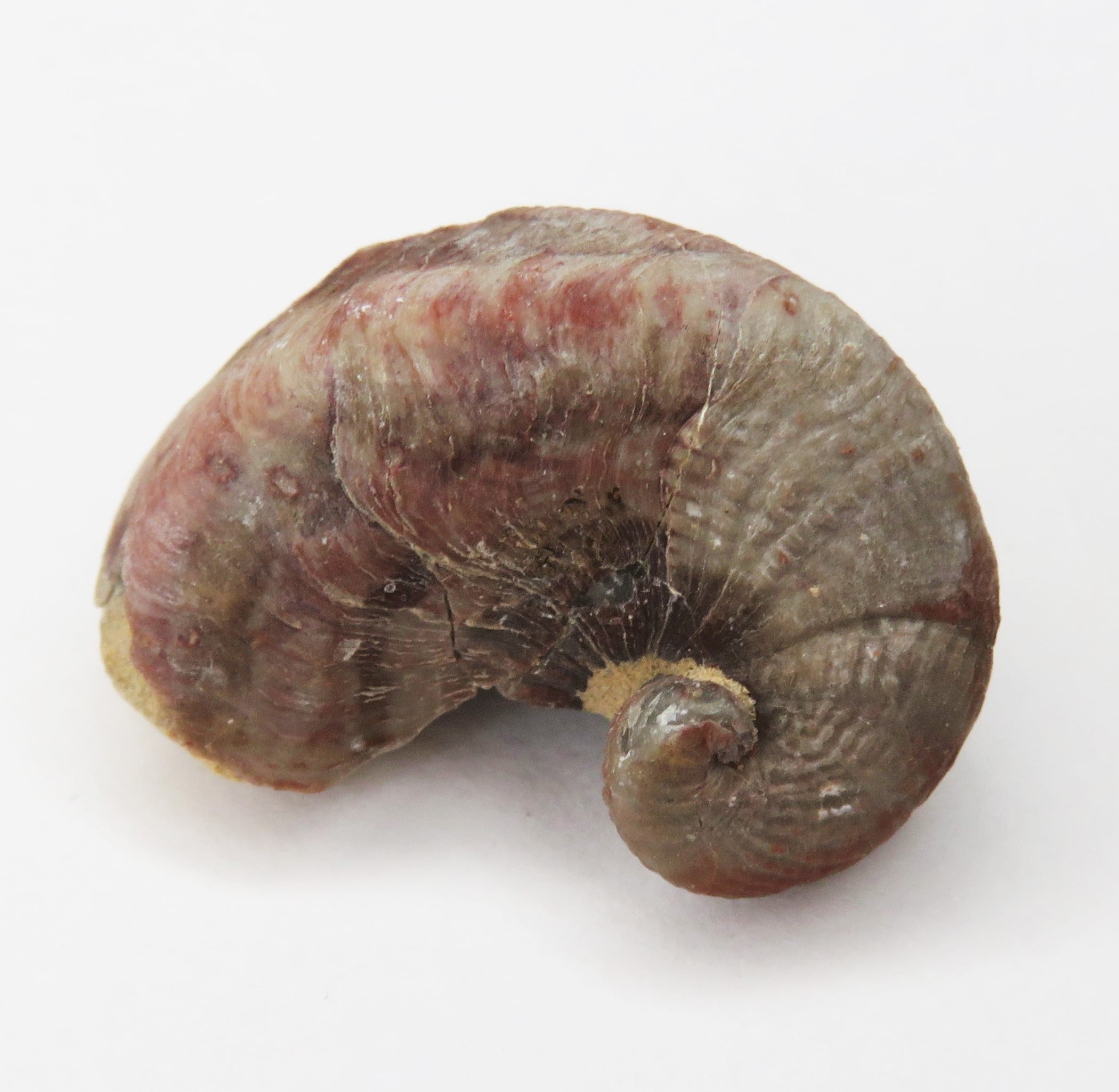Terlingua, Big Bend and Marathon Texas Trip - Fossil Hunting Trips ...