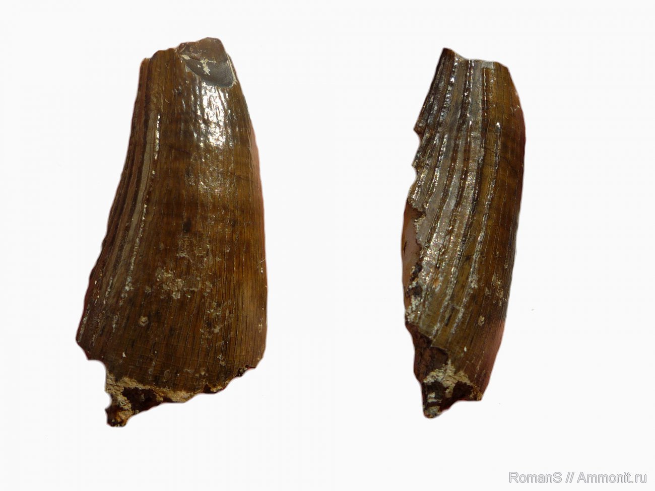 Liopleurodon/pliosaur Tooth? - Page 2 - Fossil ID - The Fossil Forum