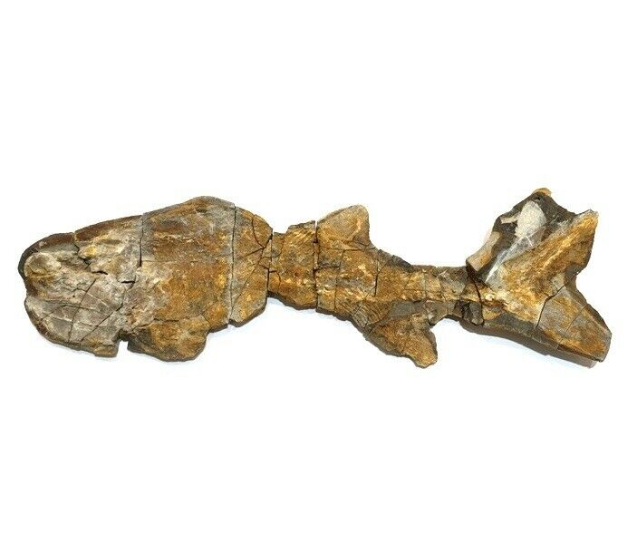 A Triassic fish from Madagascar ID? - Fossil ID - The Fossil Forum