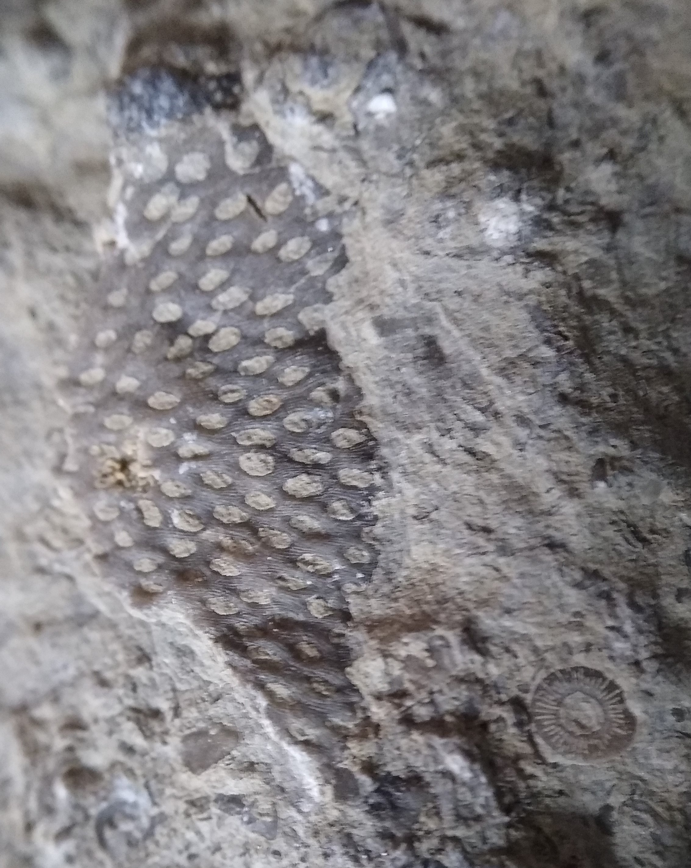 Fenestella? - Fossil ID - The Fossil Forum