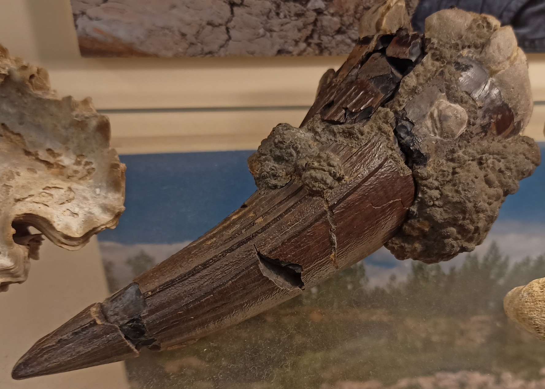 Liopleurodon/pliosaur Tooth? - Page 2 - Fossil ID - The Fossil Forum