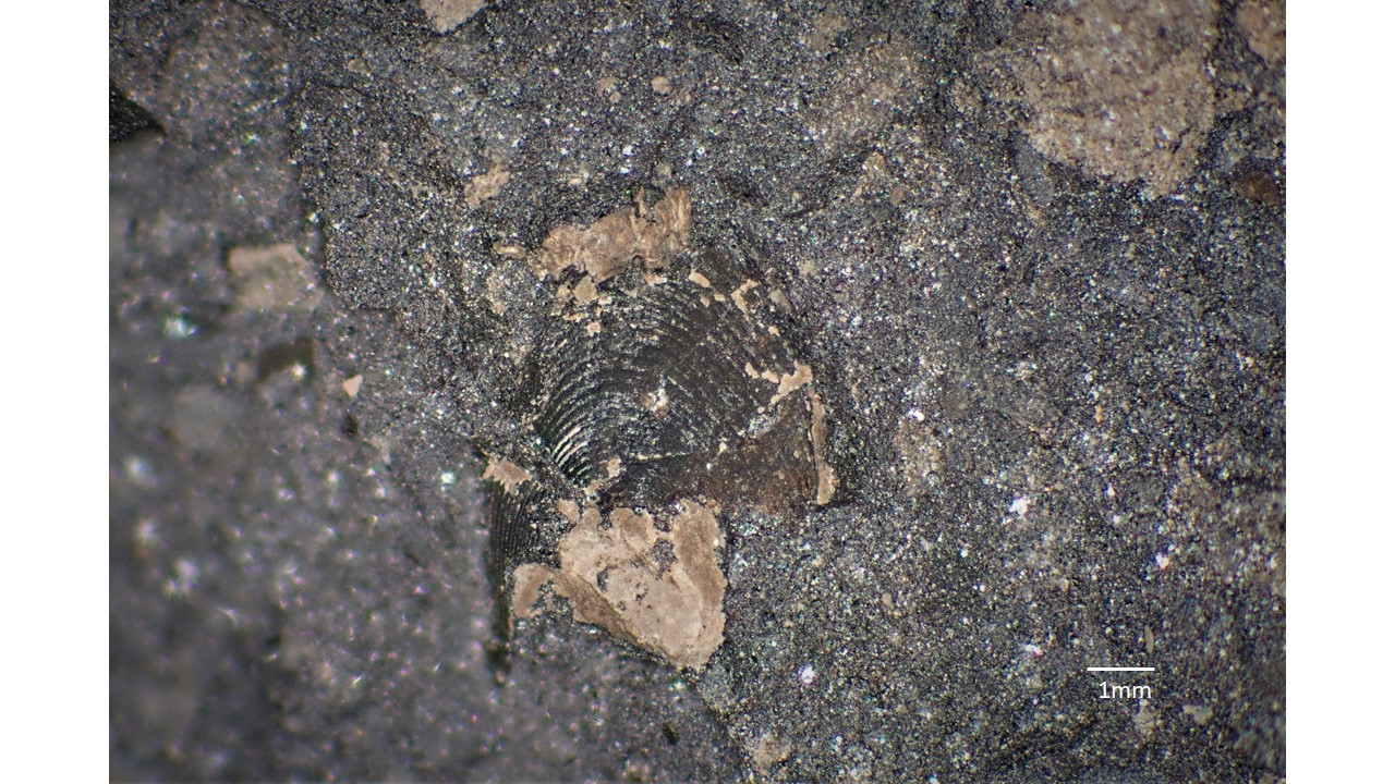 Fish scale or shark denticle I'm guessing? - Fossil ID - The Fossil Forum