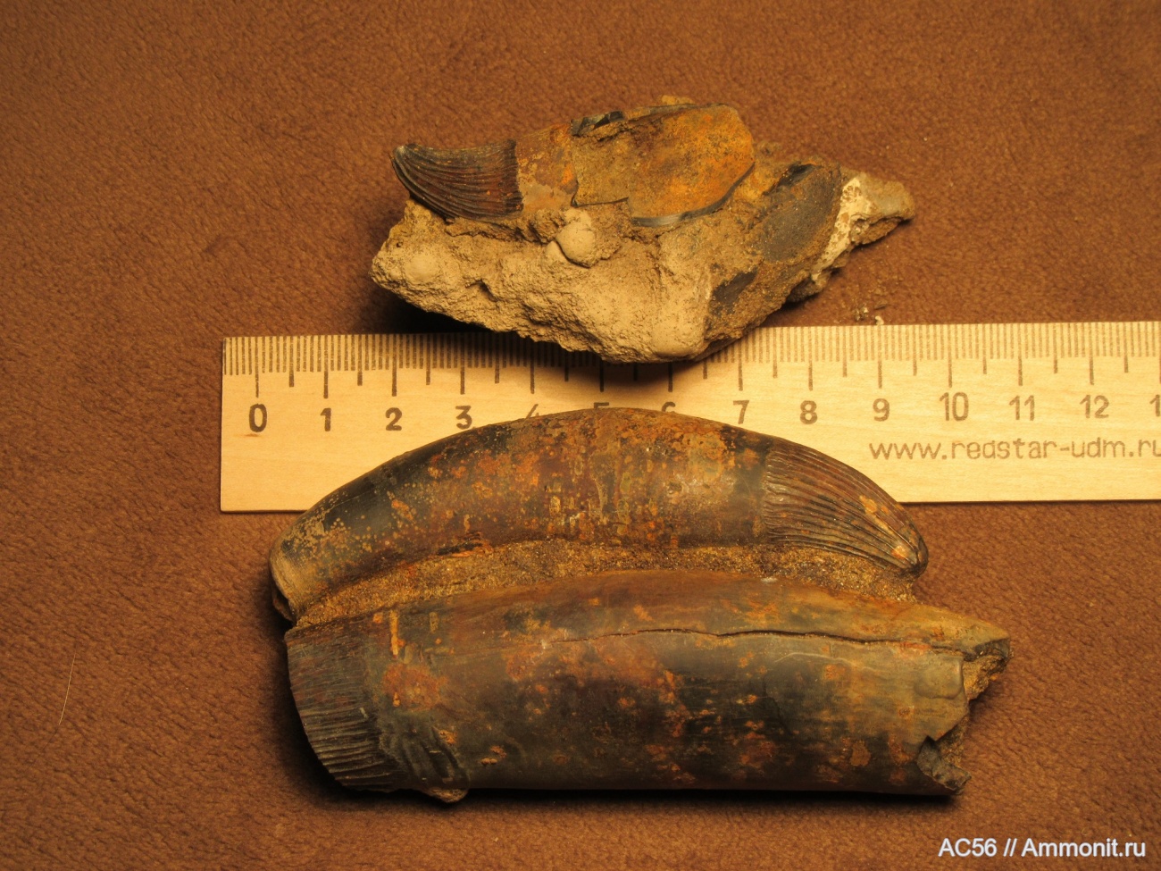 Liopleurodon/pliosaur Tooth? - Page 2 - Fossil ID - The Fossil Forum