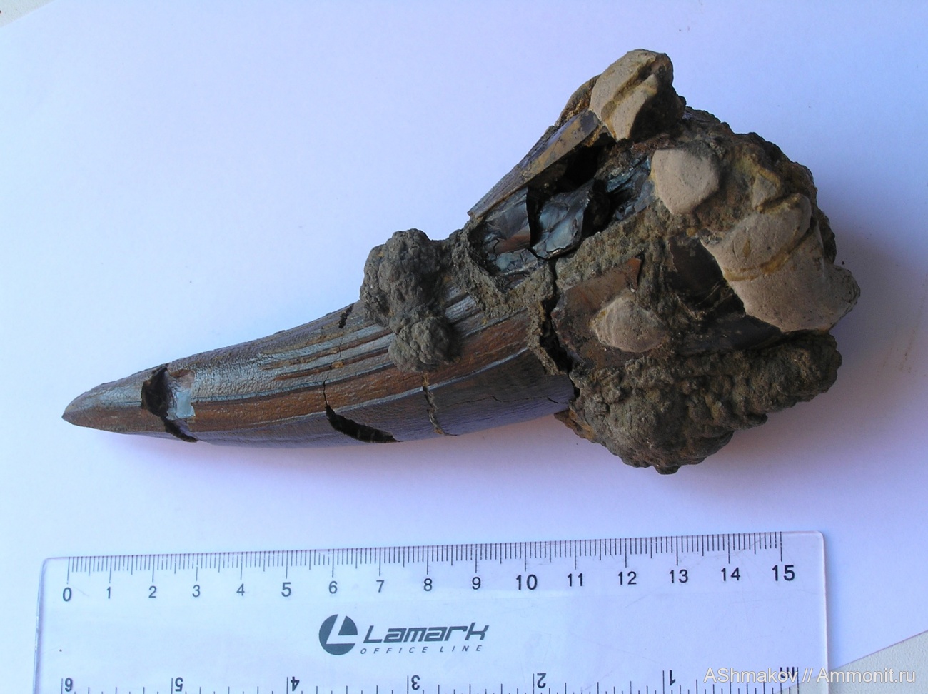 Liopleurodon/pliosaur Tooth? - Page 2 - Fossil ID - The Fossil Forum