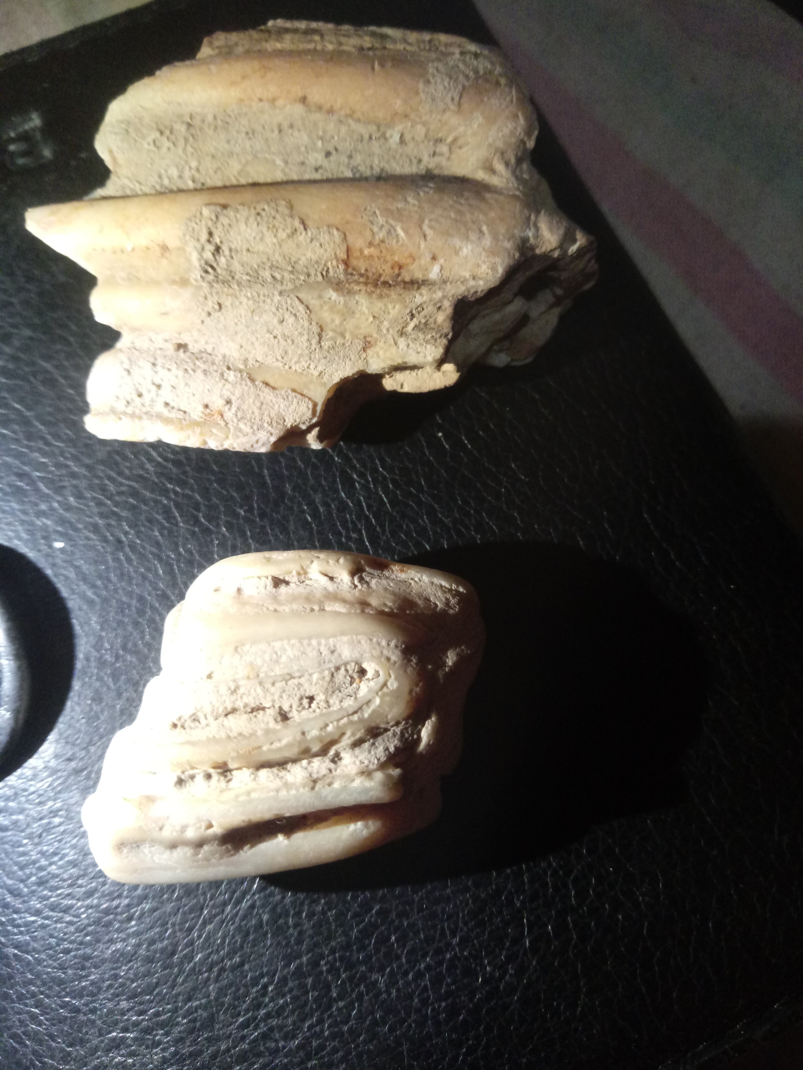 tooth? and from what? - Fossil ID - The Fossil Forum