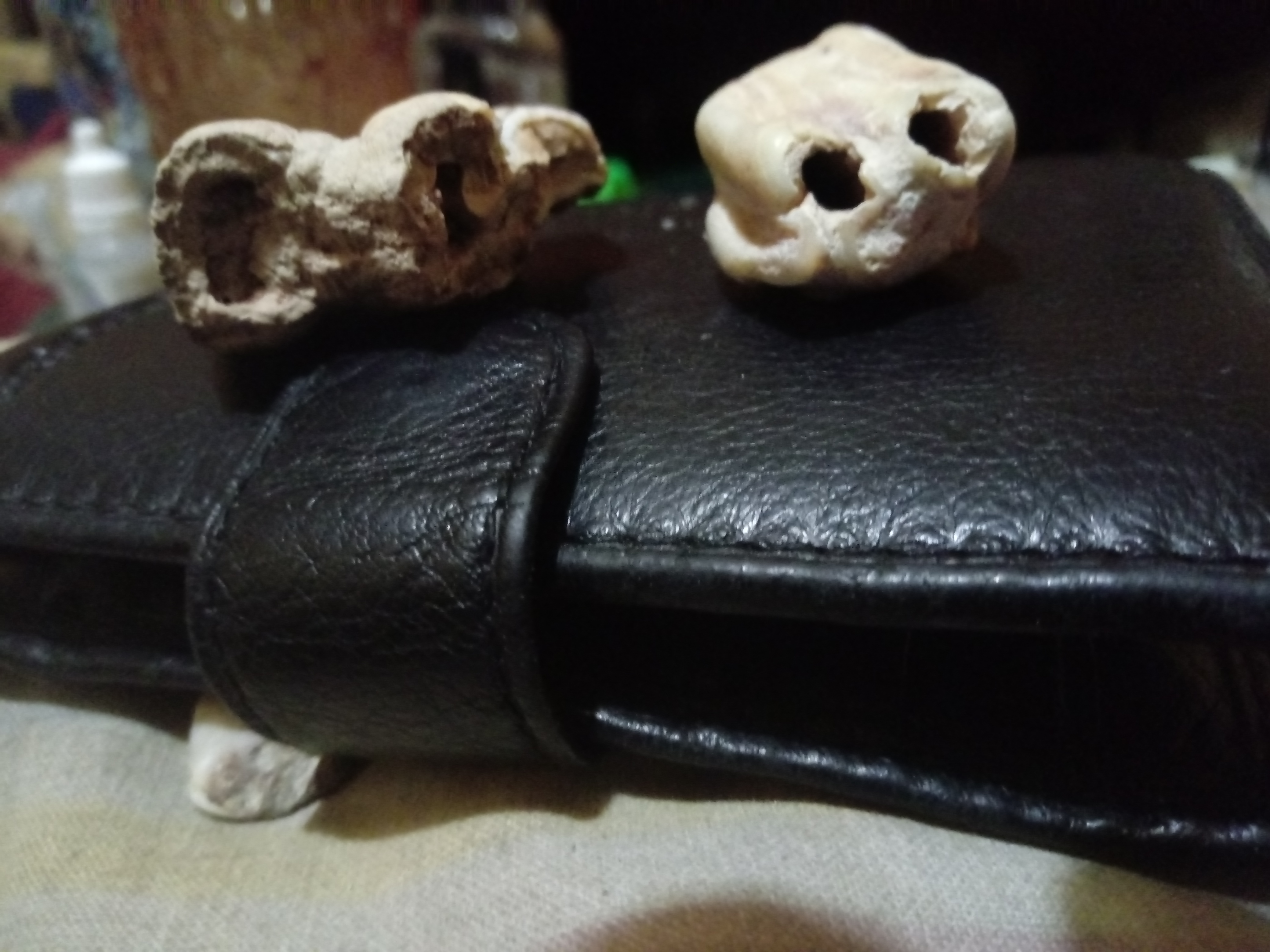 tooth? and from what? - Fossil ID - The Fossil Forum