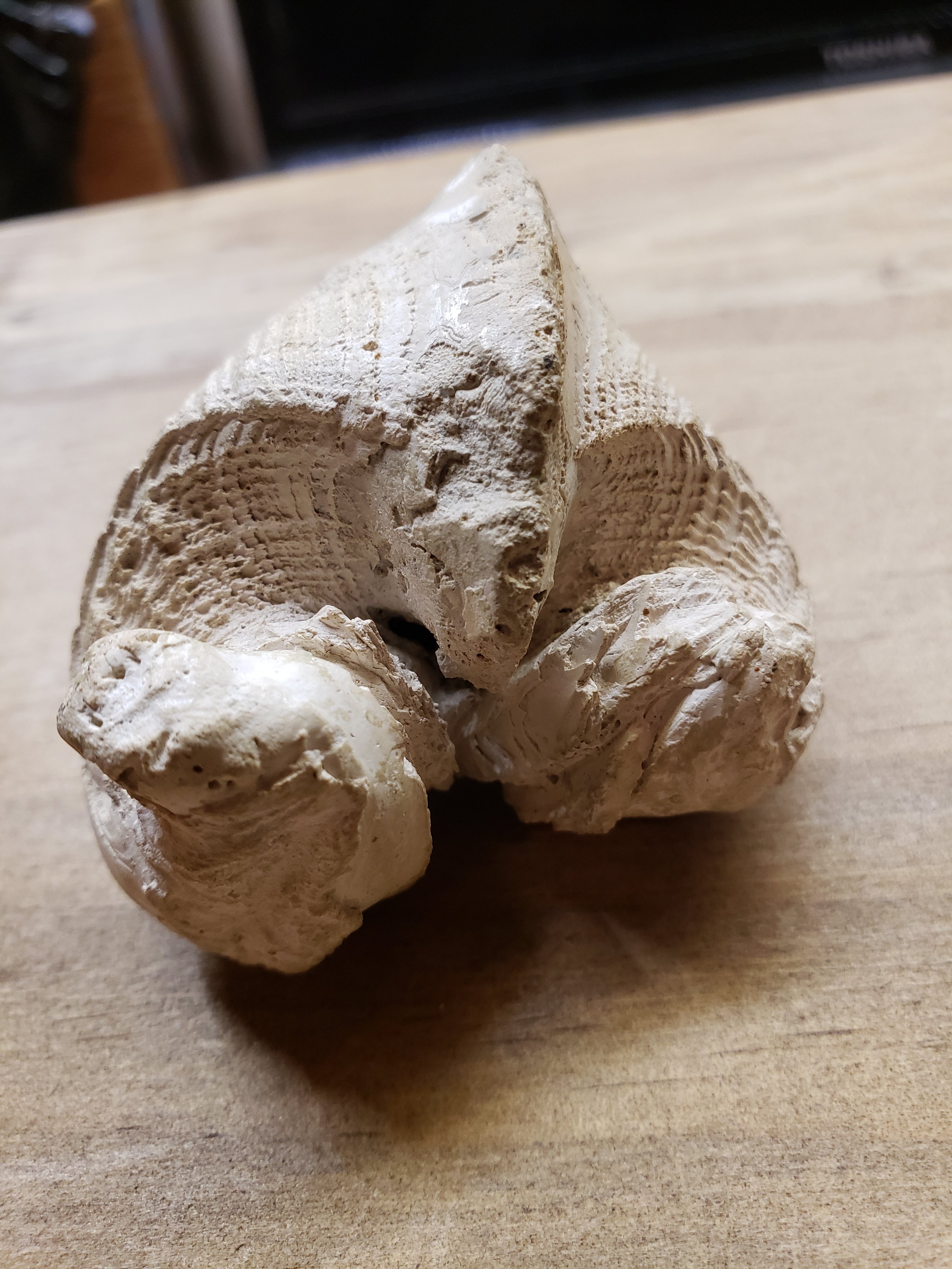 Found interesting limestone fossil in Florida - Fossil ID - The Fossil ...