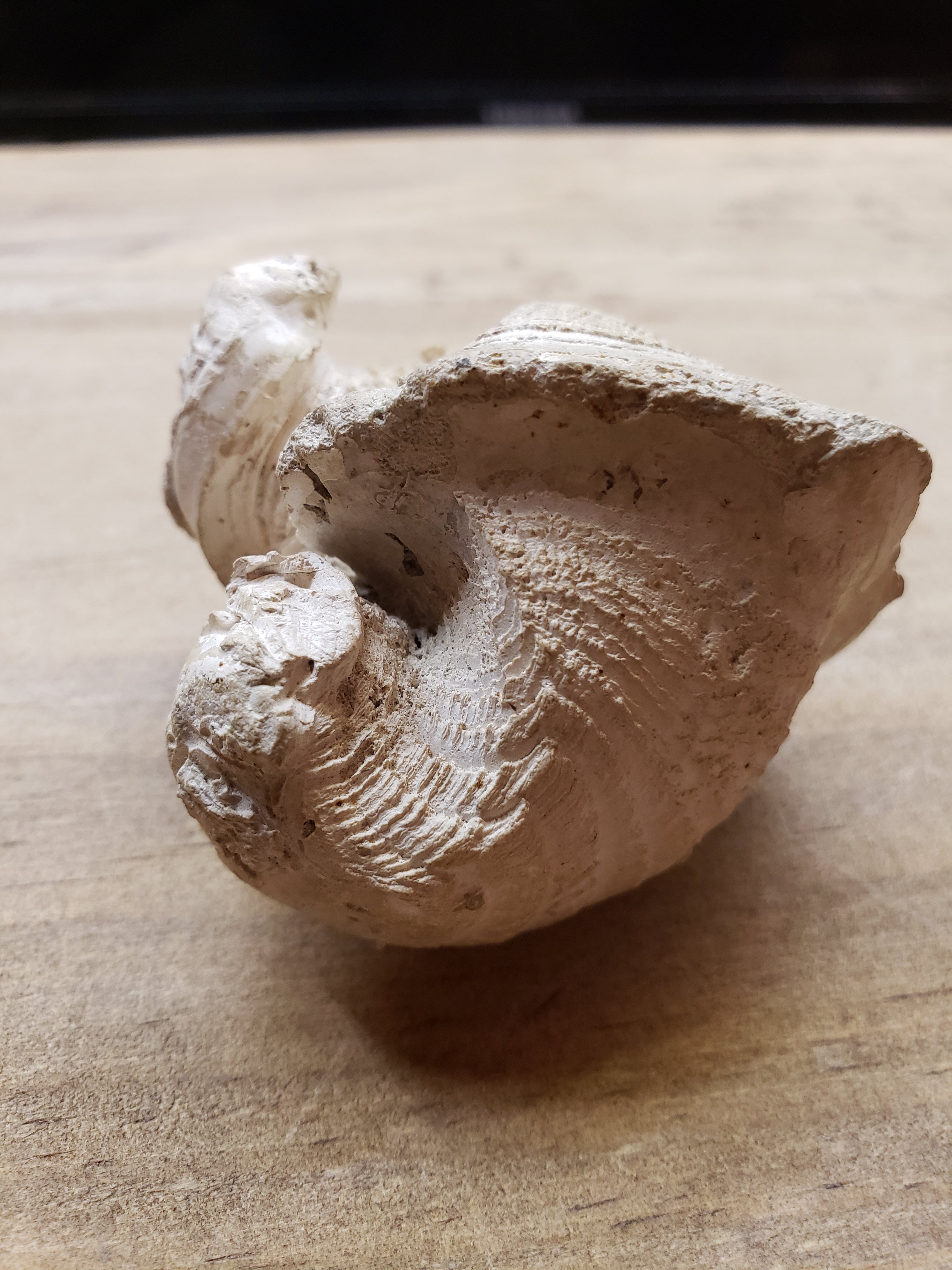 Found interesting limestone fossil in Florida - Fossil ID - The Fossil ...