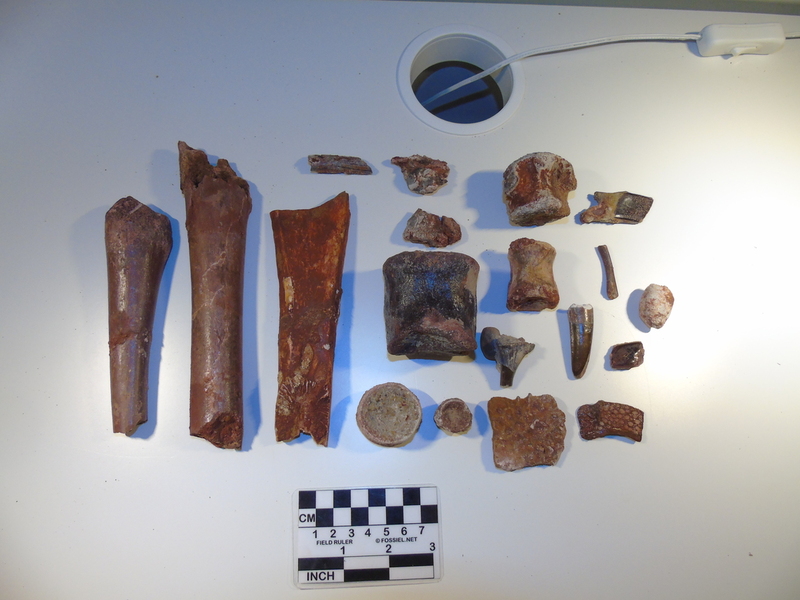 A box with Kem Kem stuff - Fossil ID - The Fossil Forum