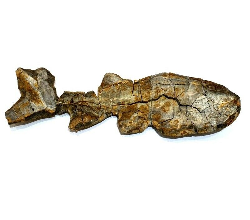 A Triassic fish from Madagascar ID? - Fossil ID - The Fossil Forum