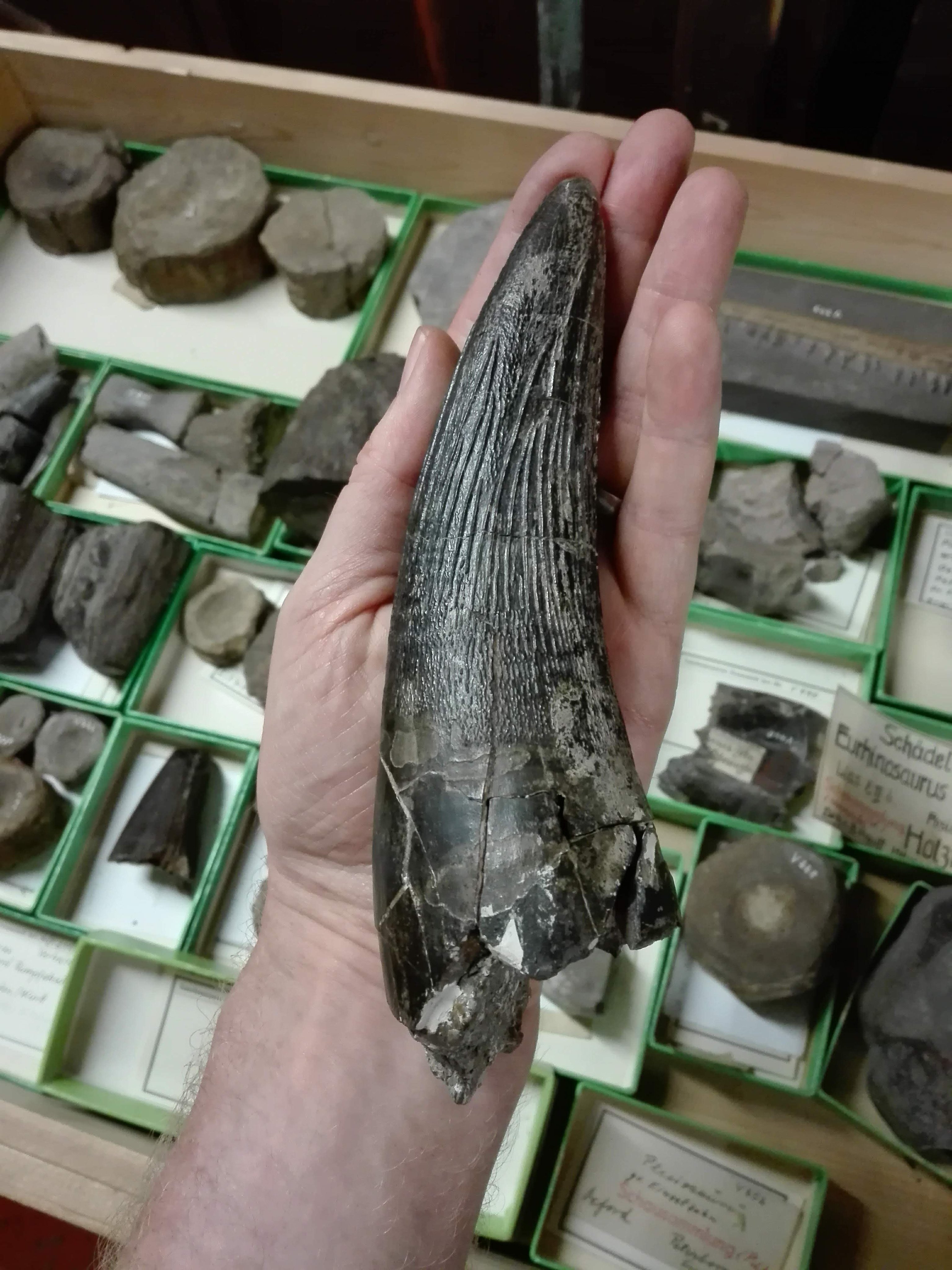 Liopleurodon/pliosaur Tooth? - Page 2 - Fossil ID - The Fossil Forum