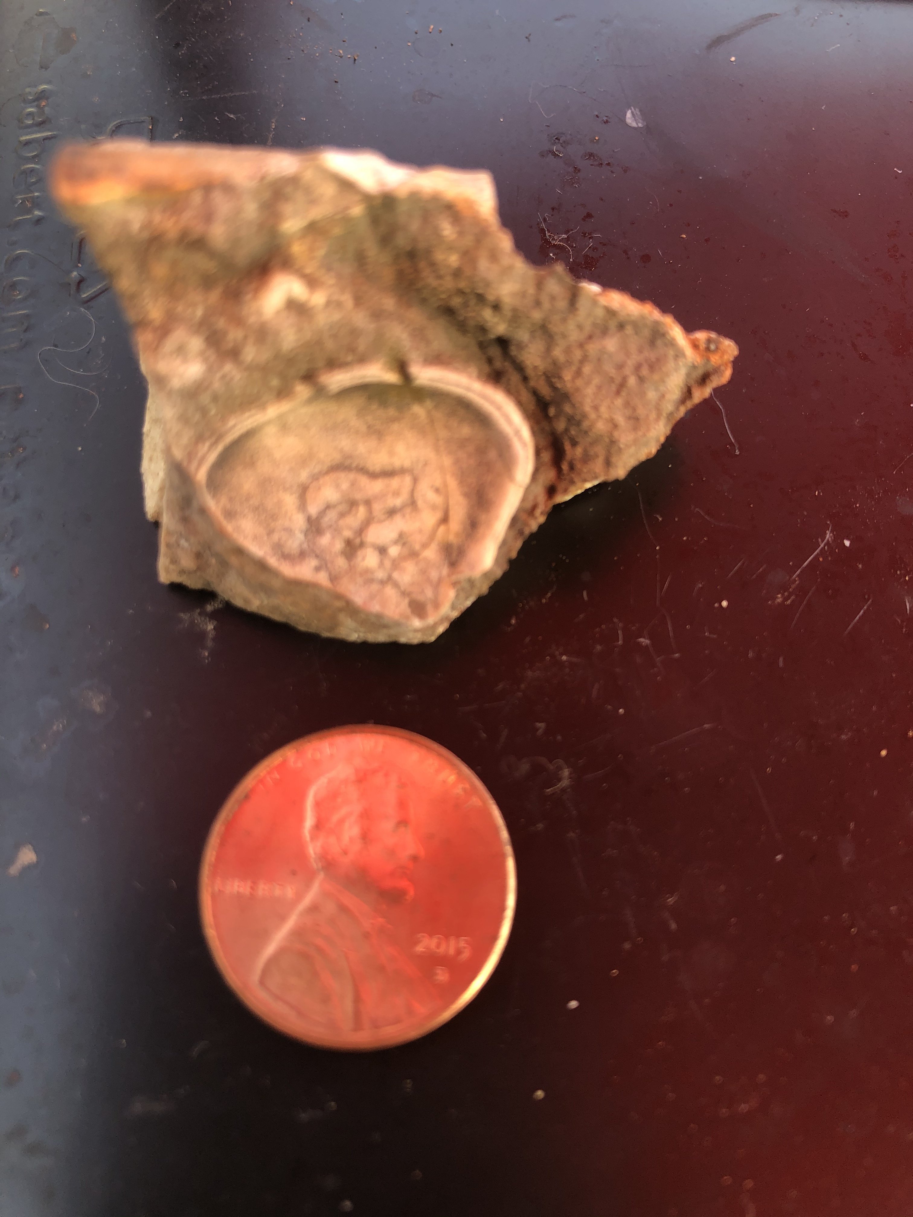 Roubidoux Fm Lower Ordovician Ozarks - Fossil ID - The Fossil Forum