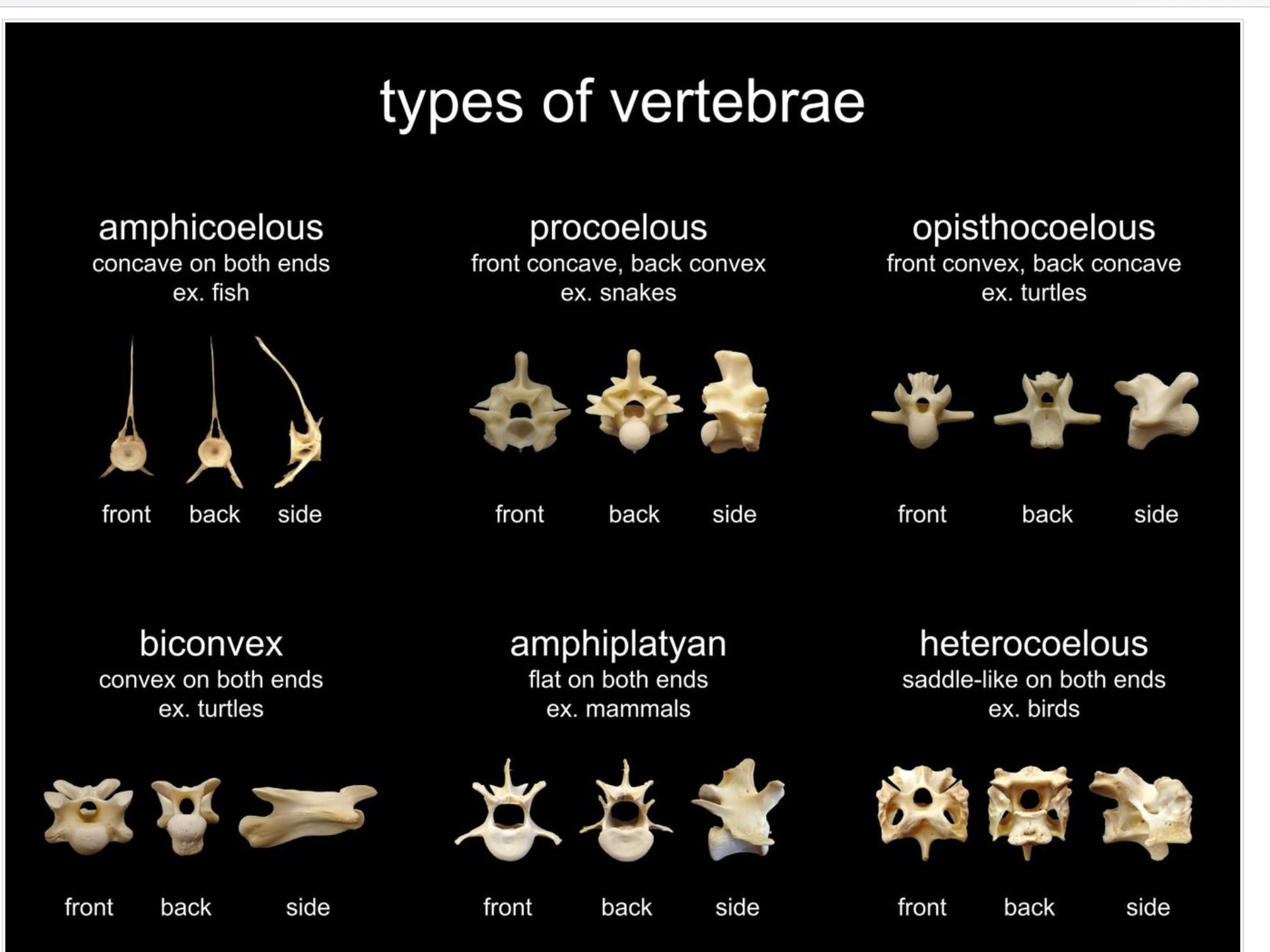 What type of vertebrae are these, found at a land site in Sarasota ...