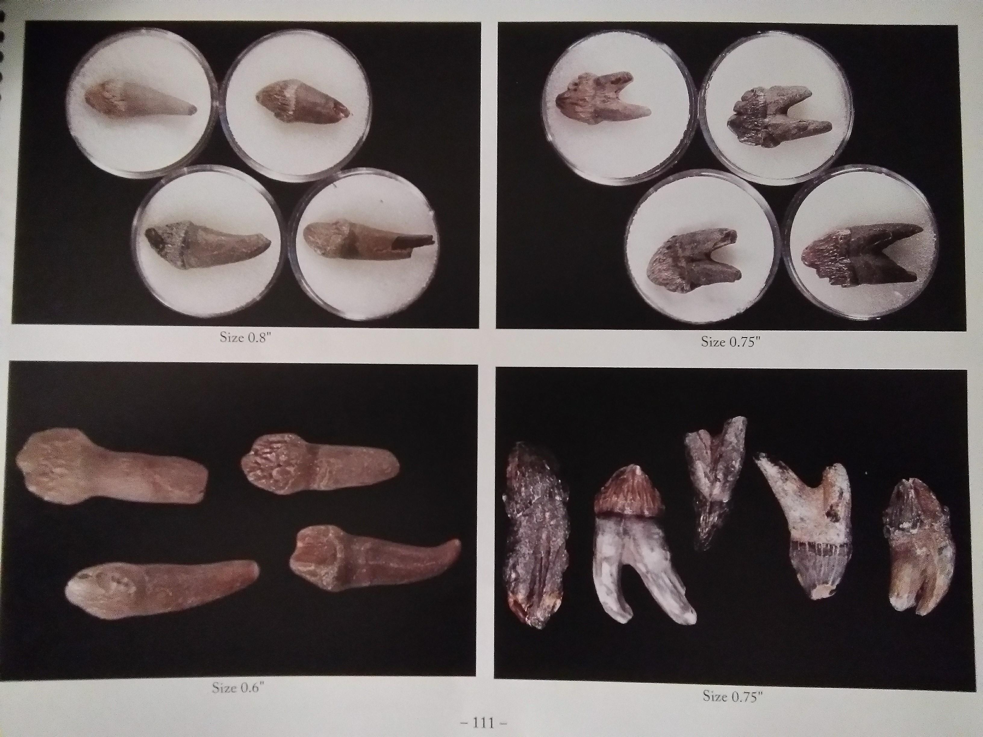 Whale tooth ID - Fossil ID - The Fossil Forum