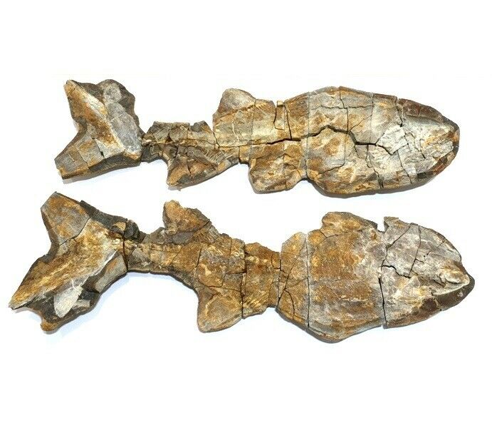 A Triassic fish from Madagascar ID? - Fossil ID - The Fossil Forum