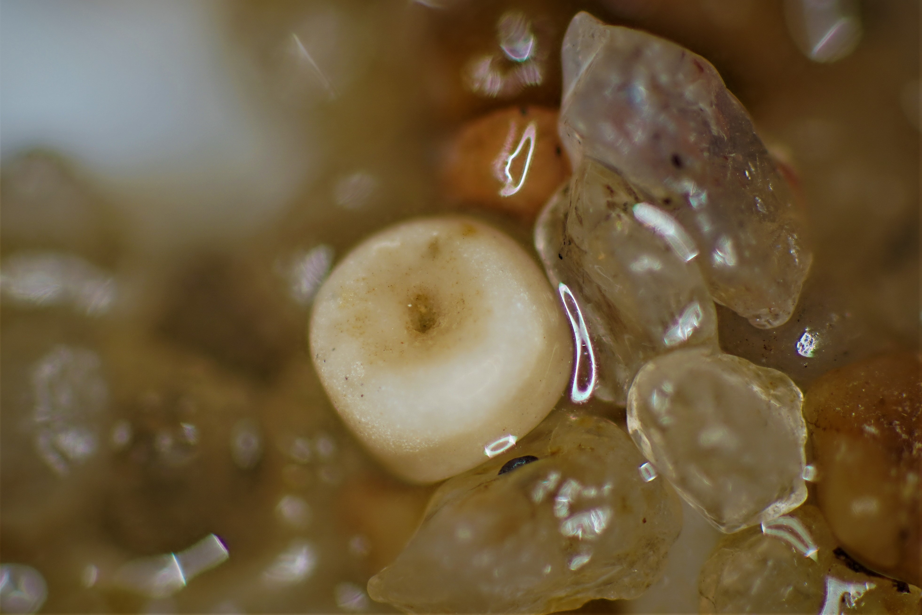 Microfossils from the Kaw river Kansas - Fossil ID - The Fossil Forum