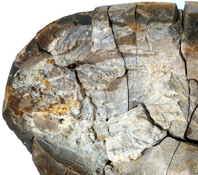 A Triassic fish from Madagascar ID? - Fossil ID - The Fossil Forum