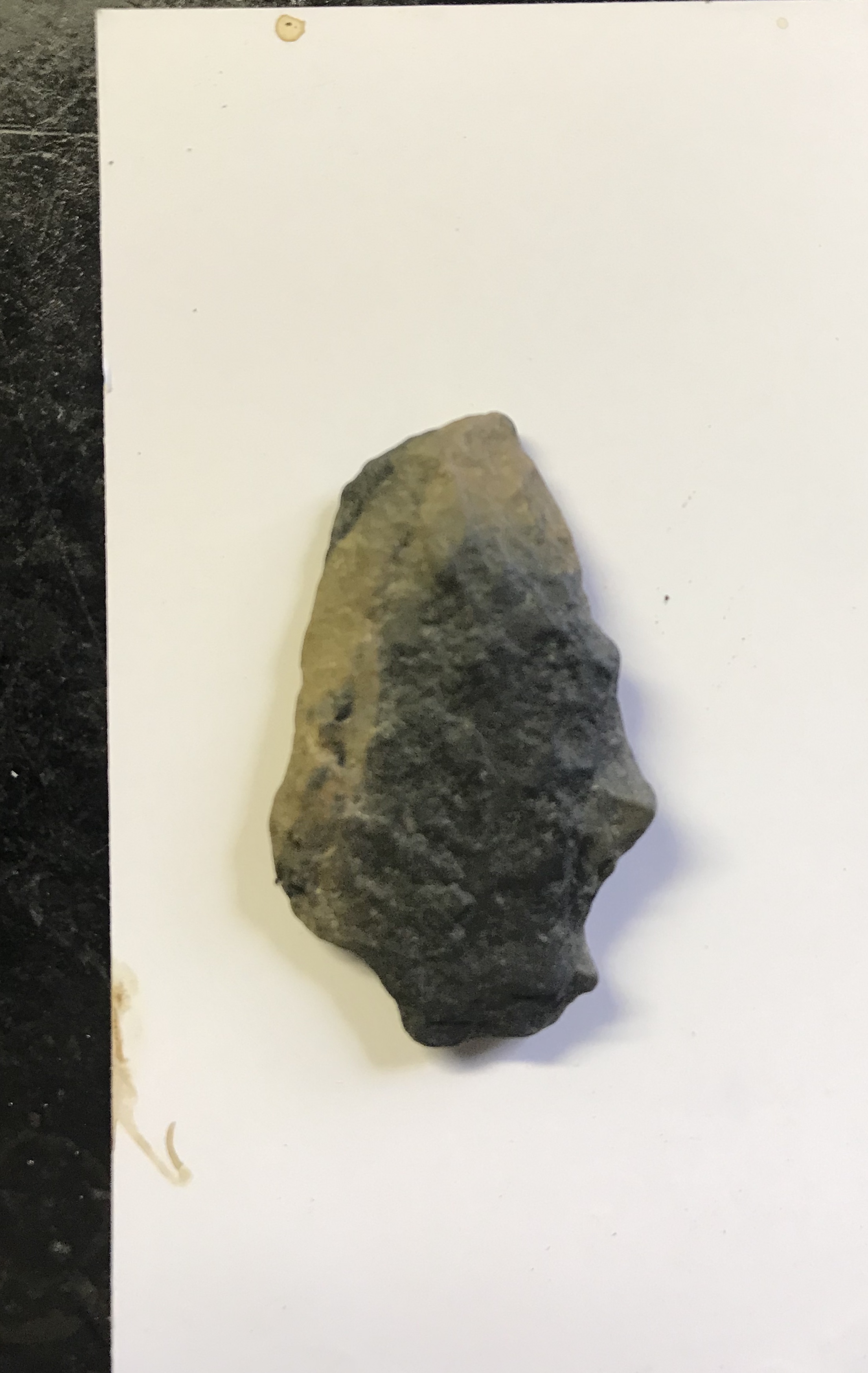 A few days in the northern neck of Virginia - Fossil Hunting Trips ...