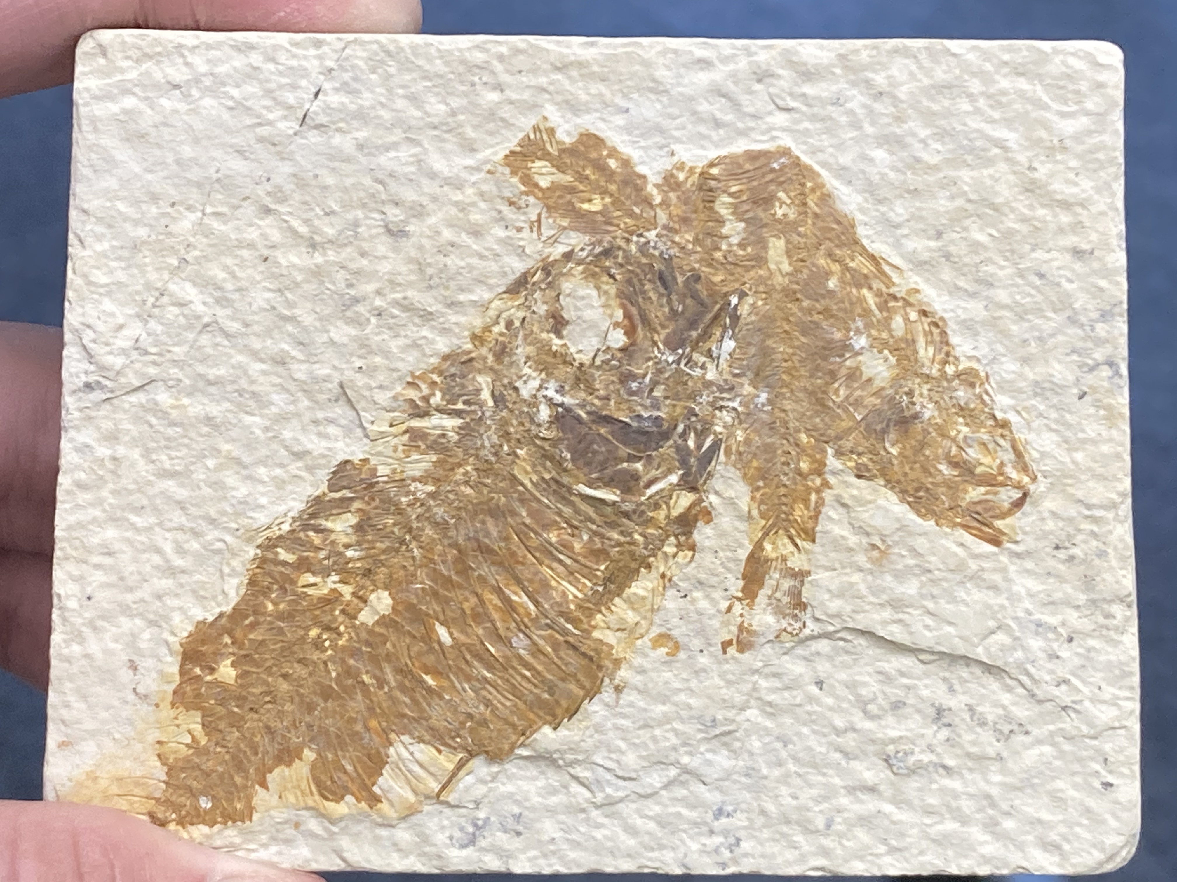 Green river formation fish - Fossil ID - The Fossil Forum