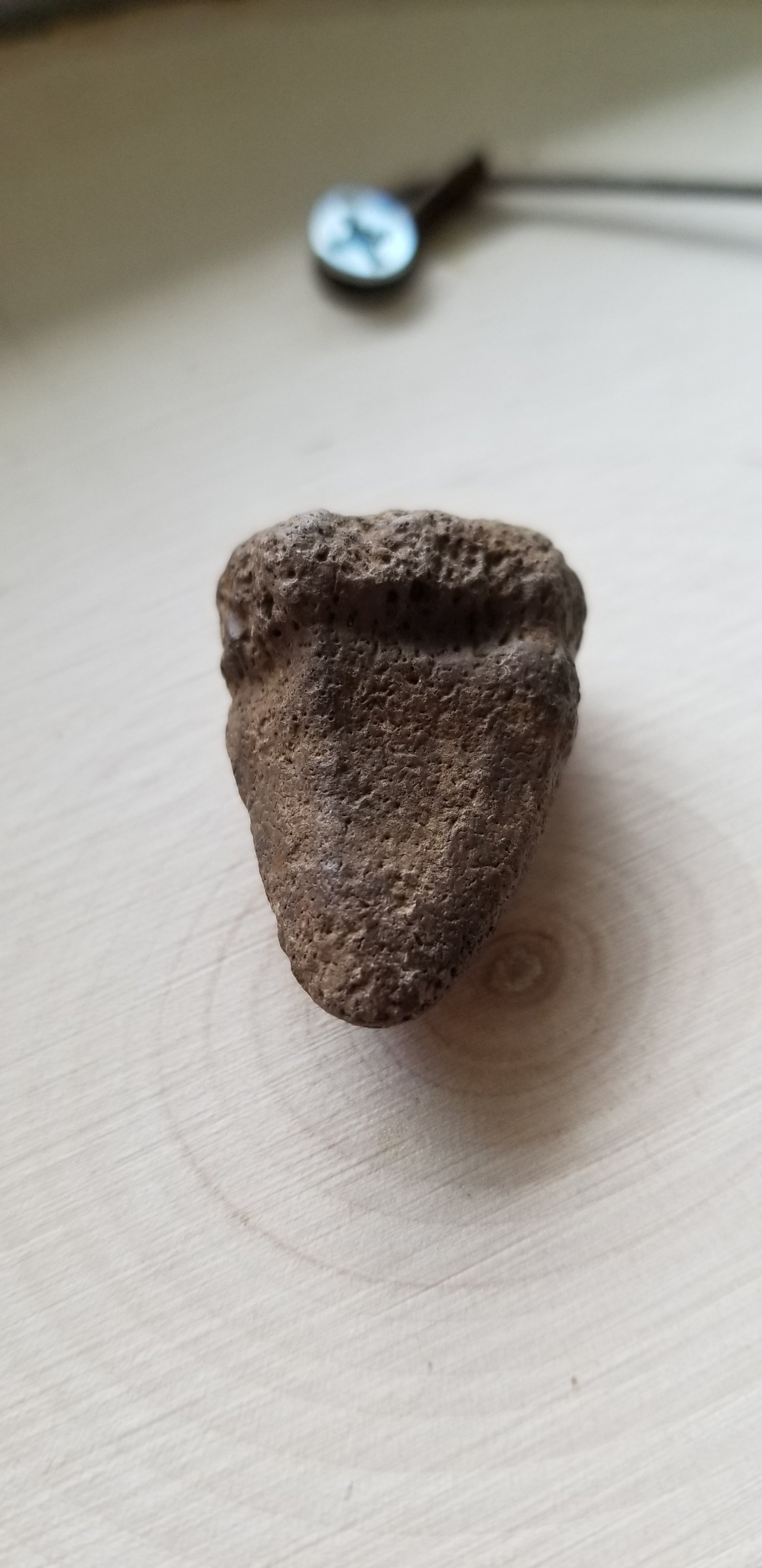 Fossilized tooth or perfectly shaped rock? - Fossil ID - The Fossil Forum