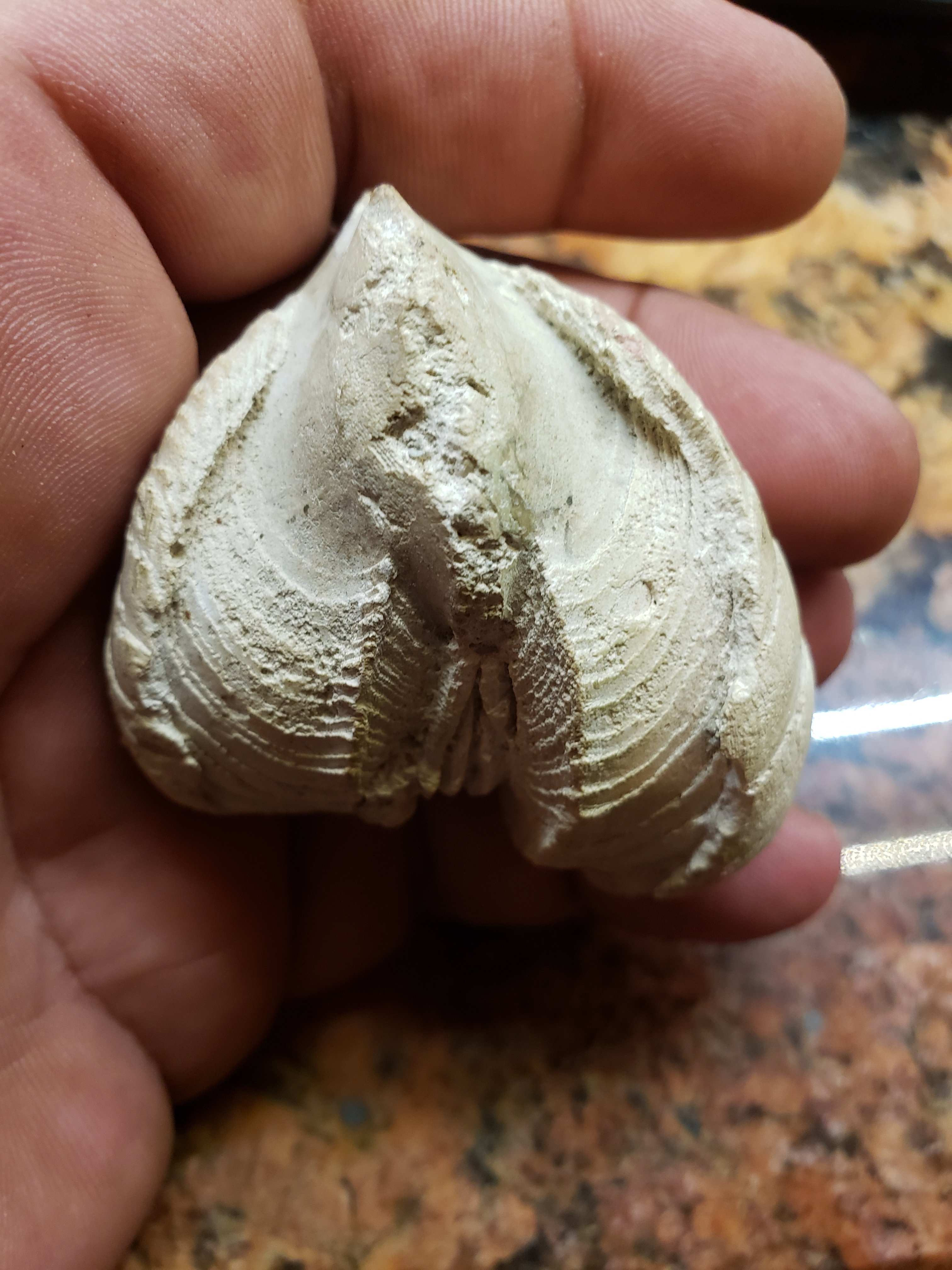 Found interesting limestone fossil in Florida - Fossil ID - The Fossil ...