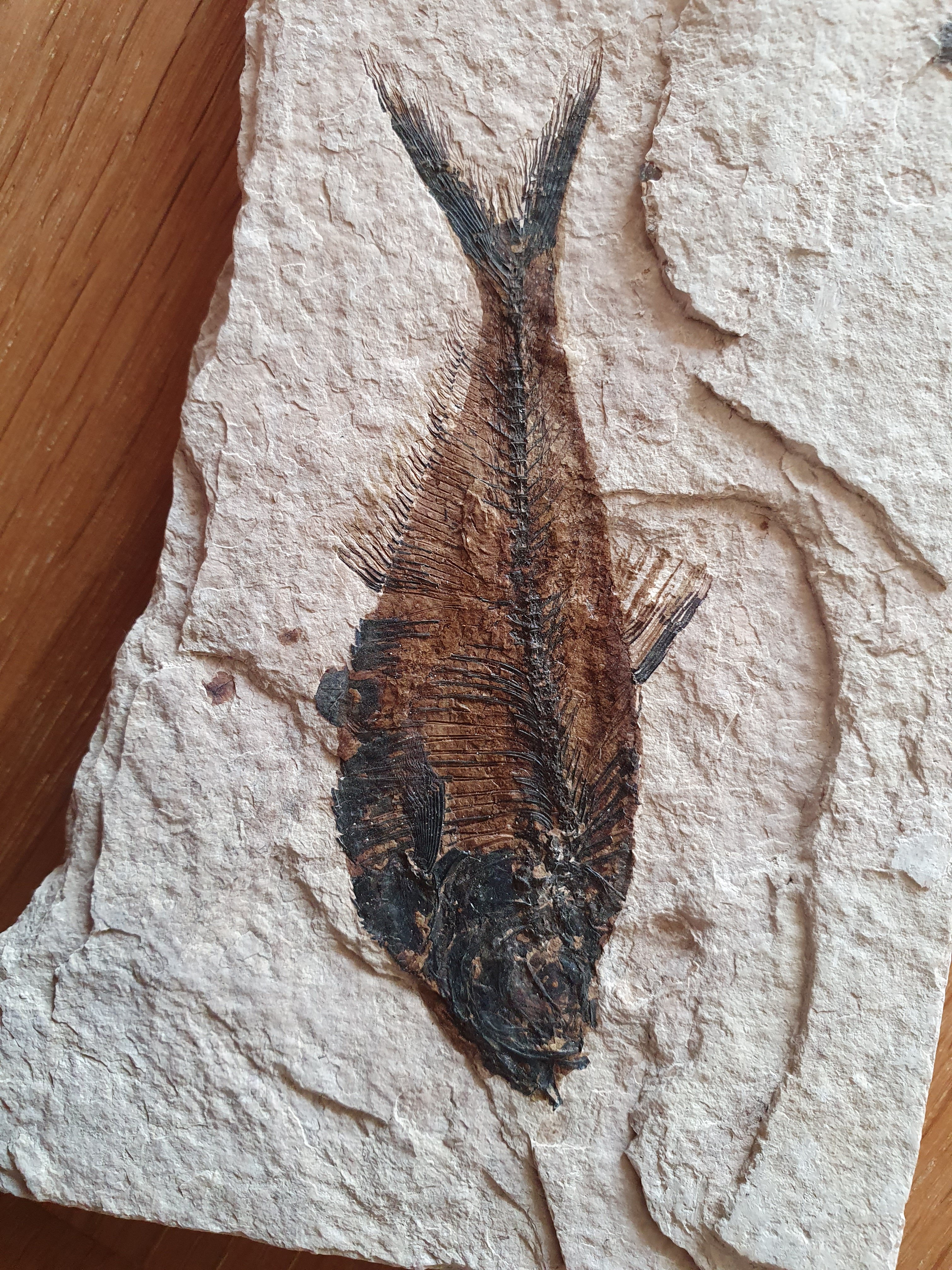 Fish Fossils -- fake or real? - Is It Real? How to Recognize Fossil ...