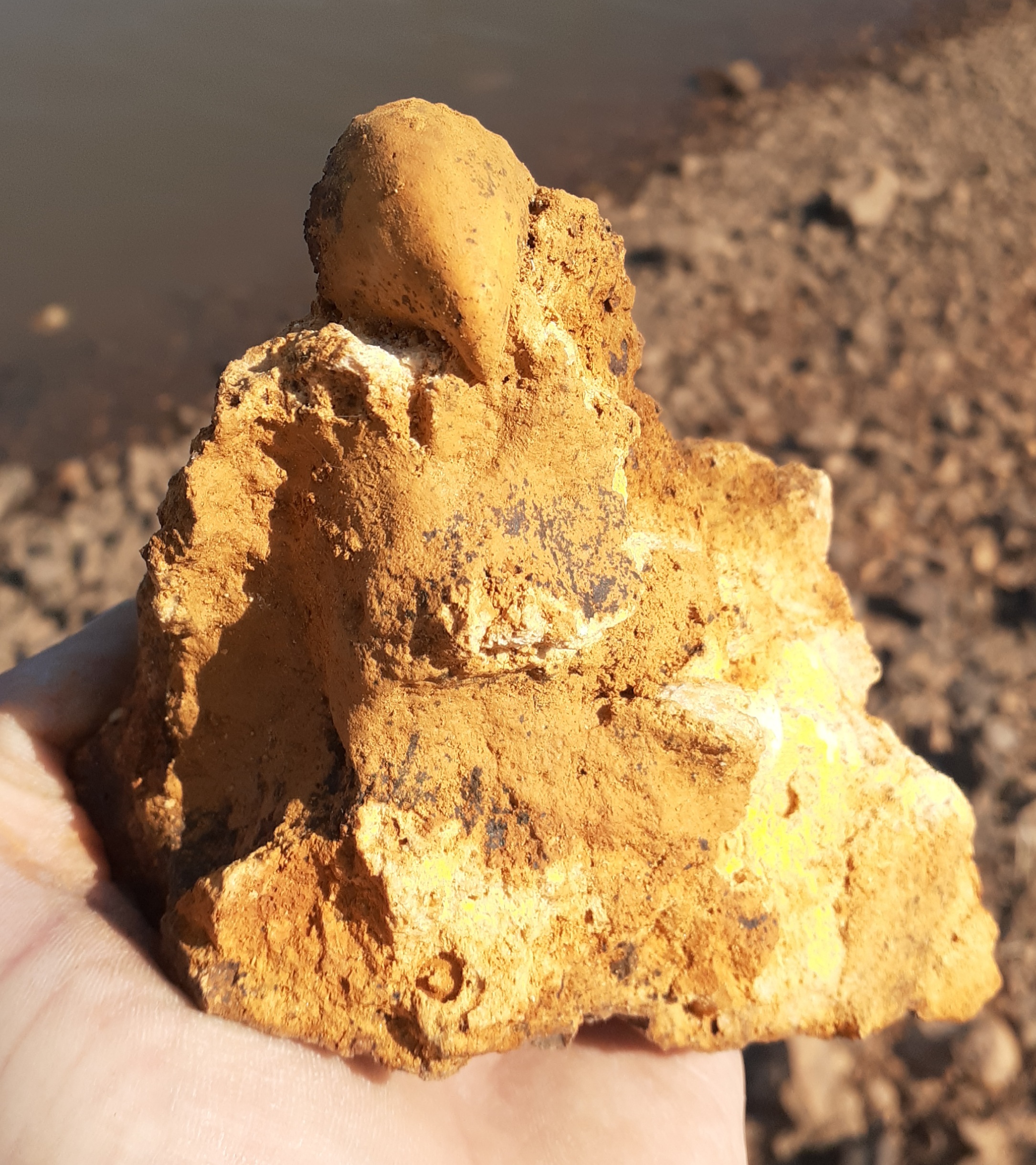 Burlington Formation fossil hunt (3/7/2021) - Fossil Hunting Trips ...