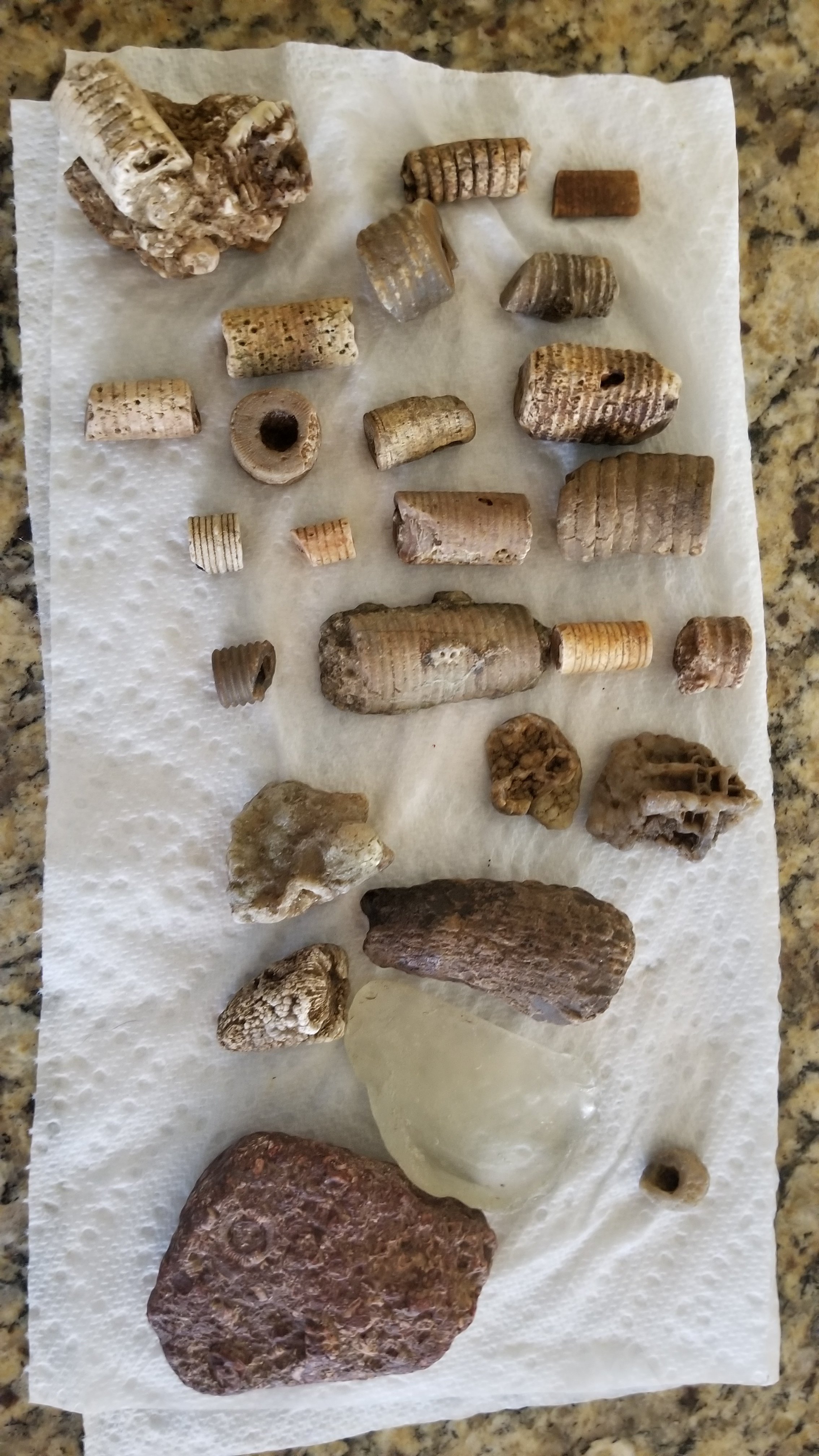 Fossils of Summer county Tennessee - General Fossil Discussion - The ...