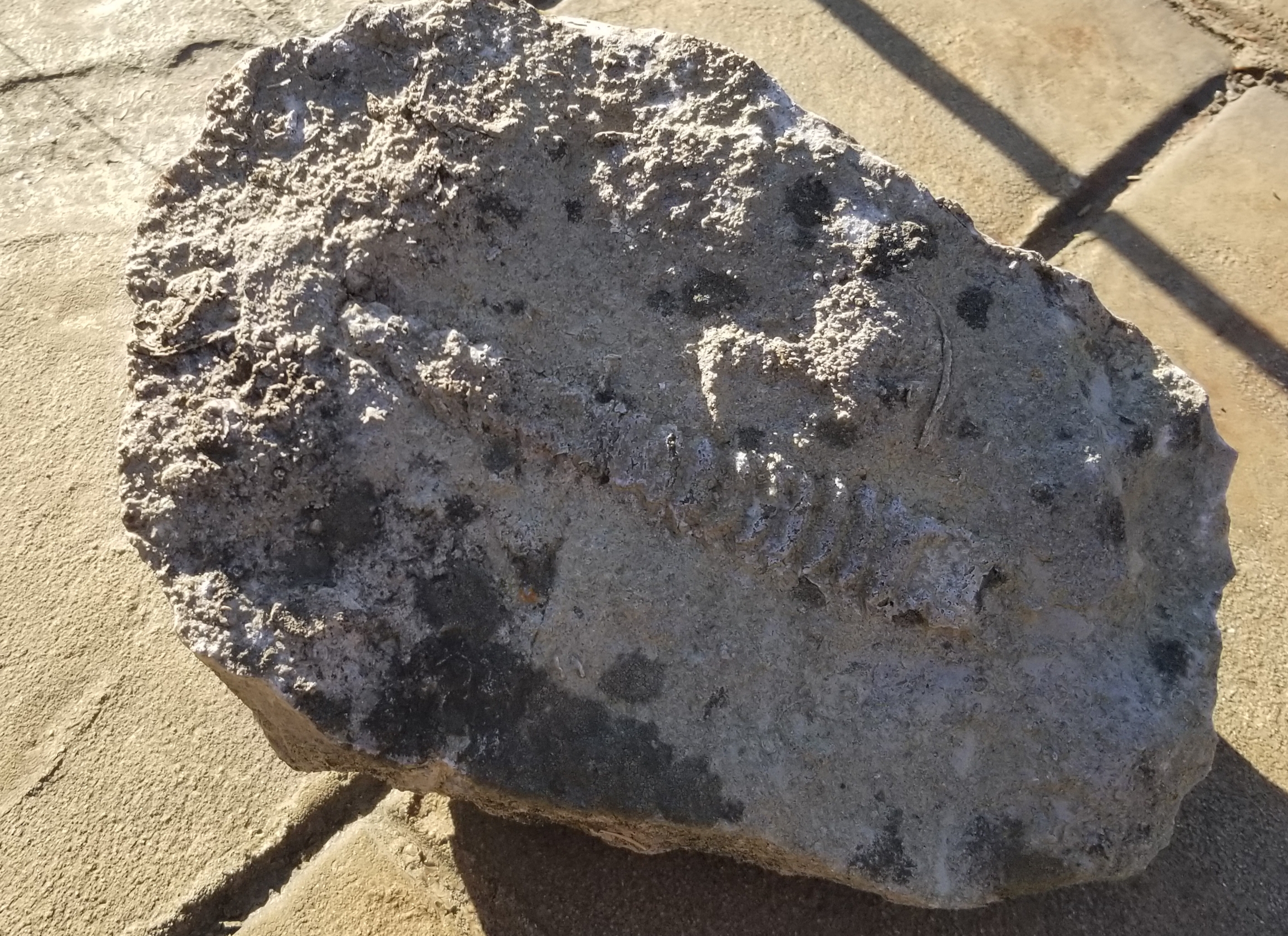 Fossils of Summer county Tennessee - General Fossil Discussion - The ...