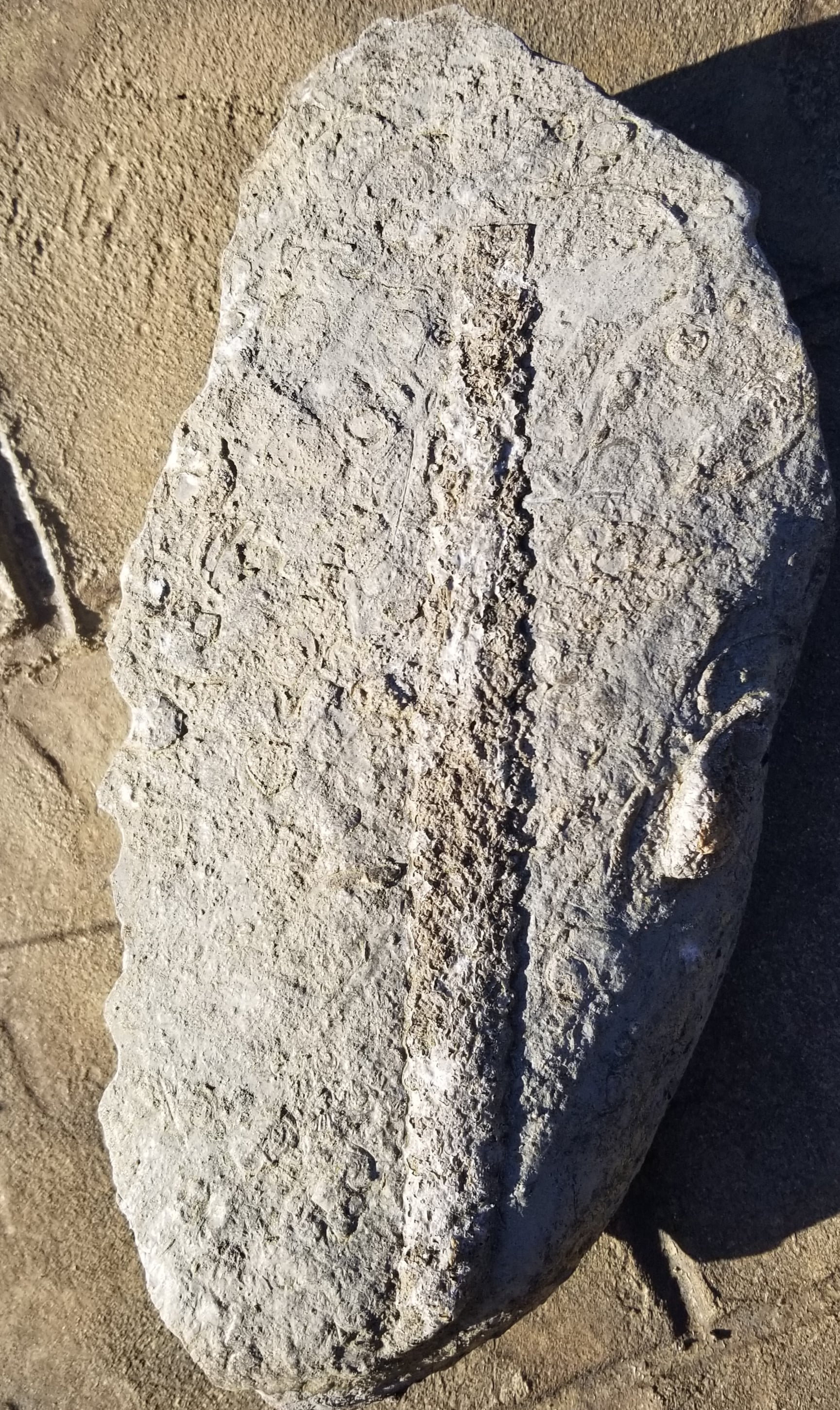 Fossils of Summer county Tennessee - General Fossil Discussion - The ...