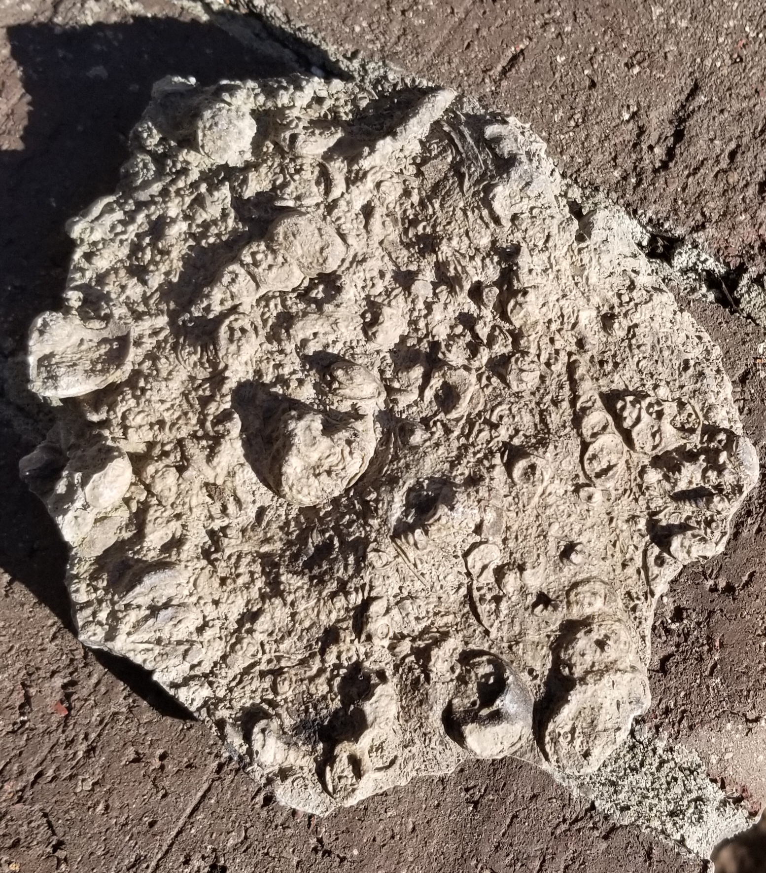 Fossils of Summer county Tennessee - General Fossil Discussion - The ...