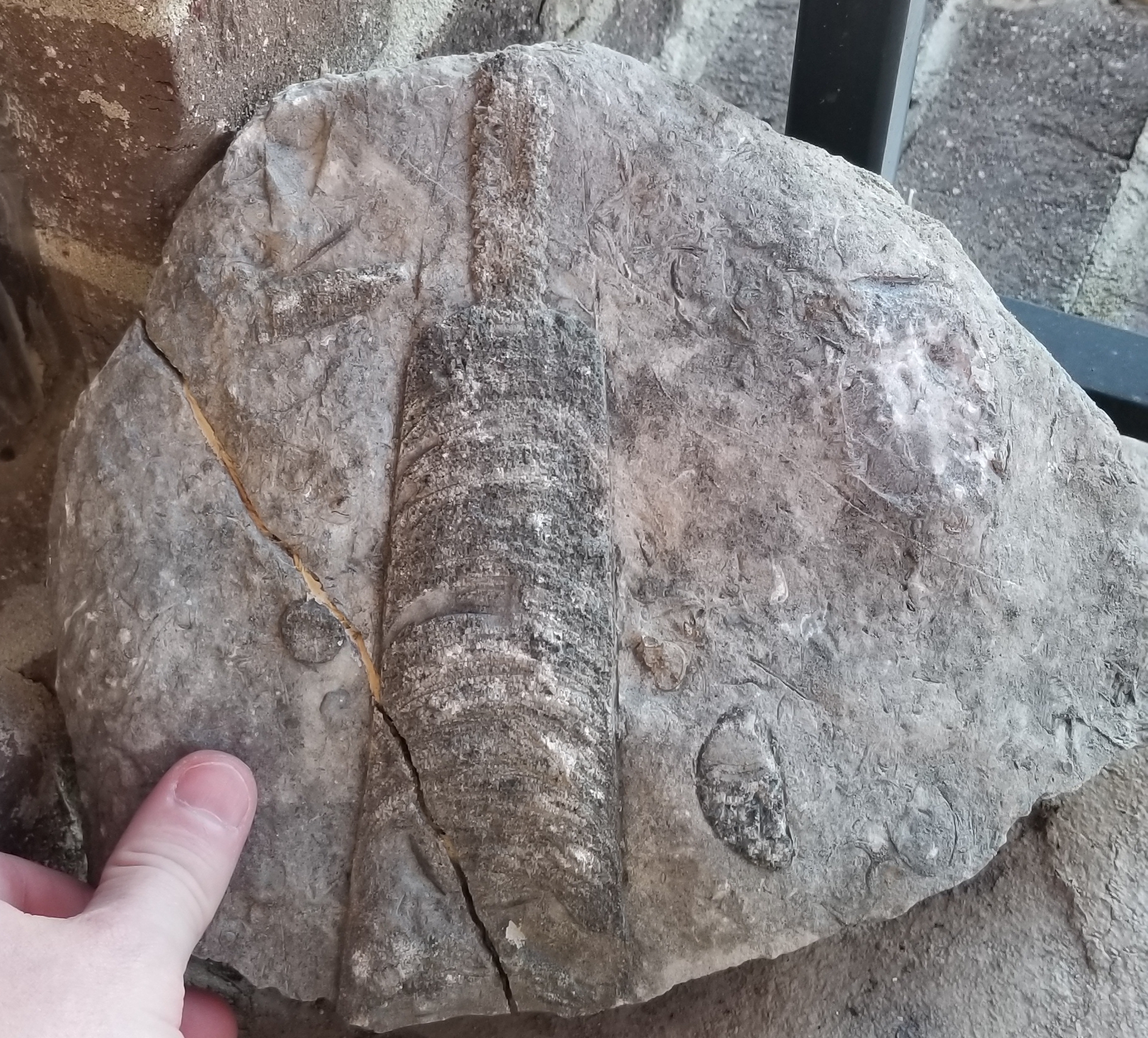 Fossils of Summer county Tennessee - General Fossil Discussion - The ...
