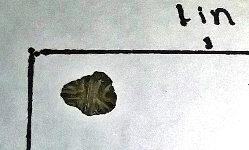 Mystery Florida Fossil. Fish? - Fossil ID - The Fossil Forum