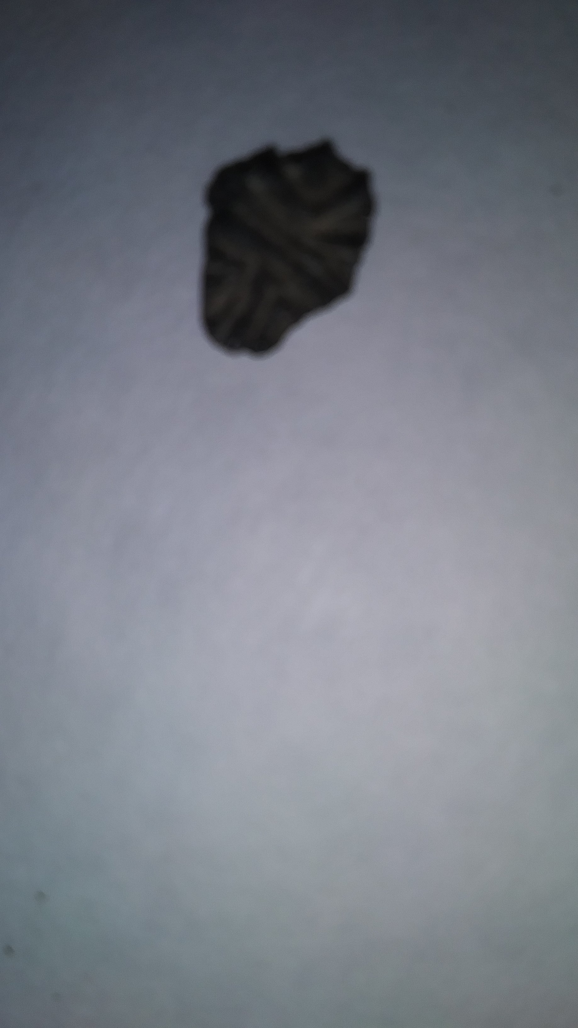 Mystery Florida Fossil. Fish? - Fossil ID - The Fossil Forum