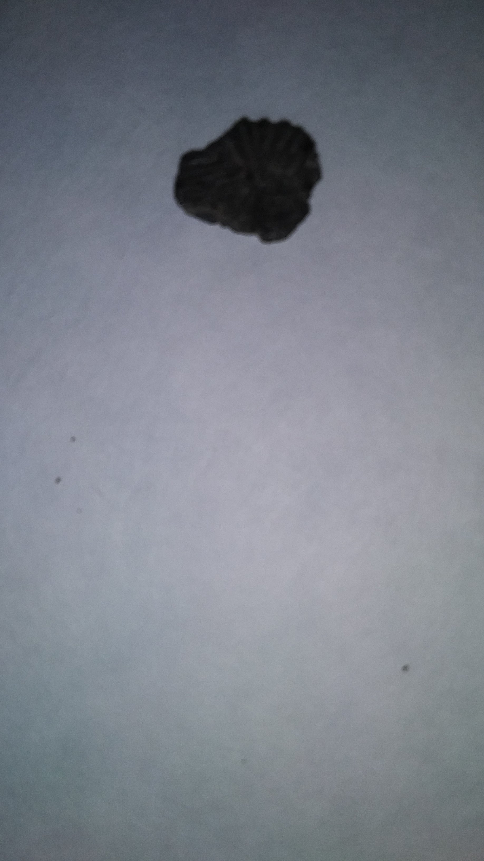 Mystery Florida Fossil. Fish? - Fossil ID - The Fossil Forum