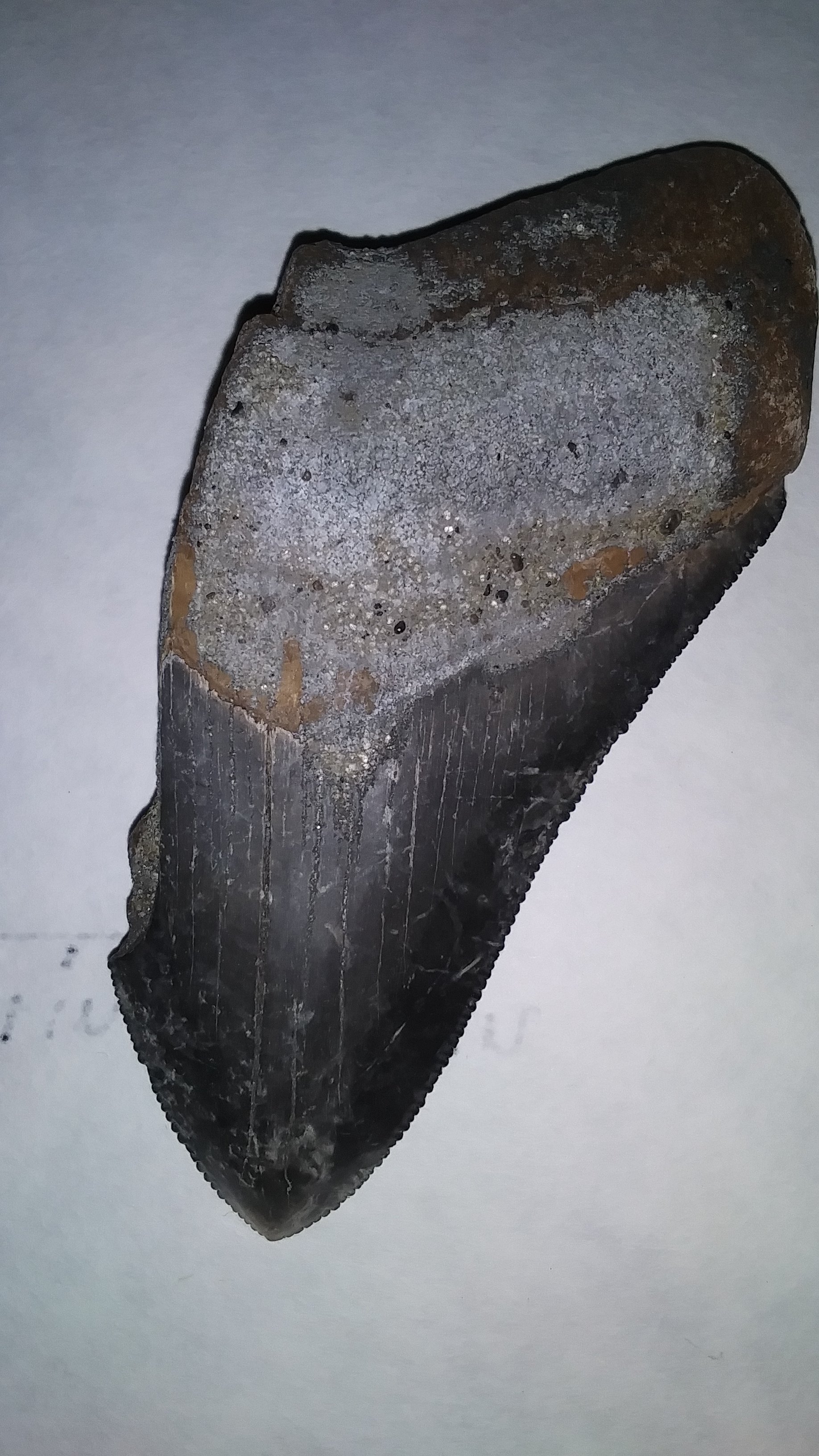 Real Meg? - Is It Real? How to Recognize Fossil Fabrications - The ...