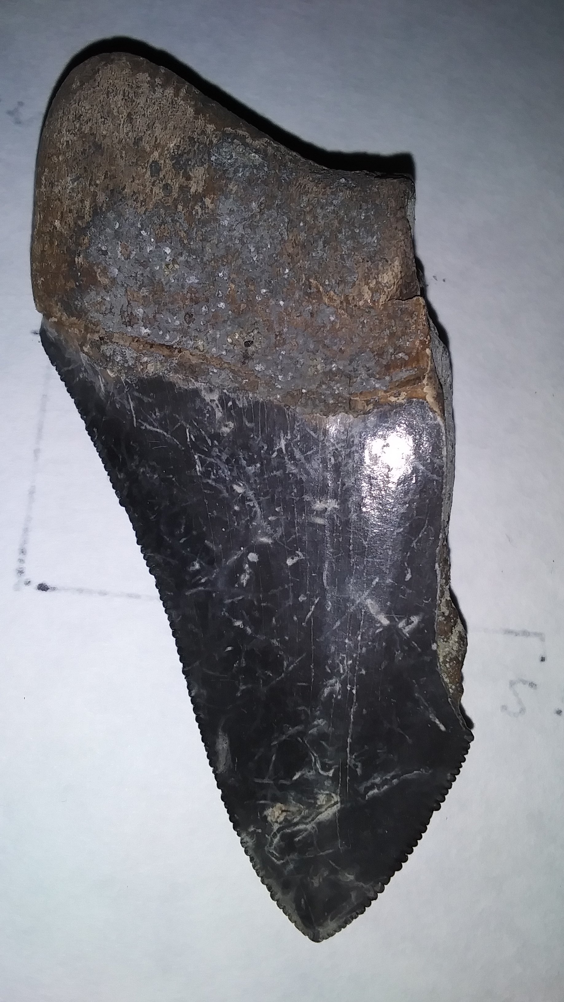 Real Meg? - Is It Real? How to Recognize Fossil Fabrications - The ...